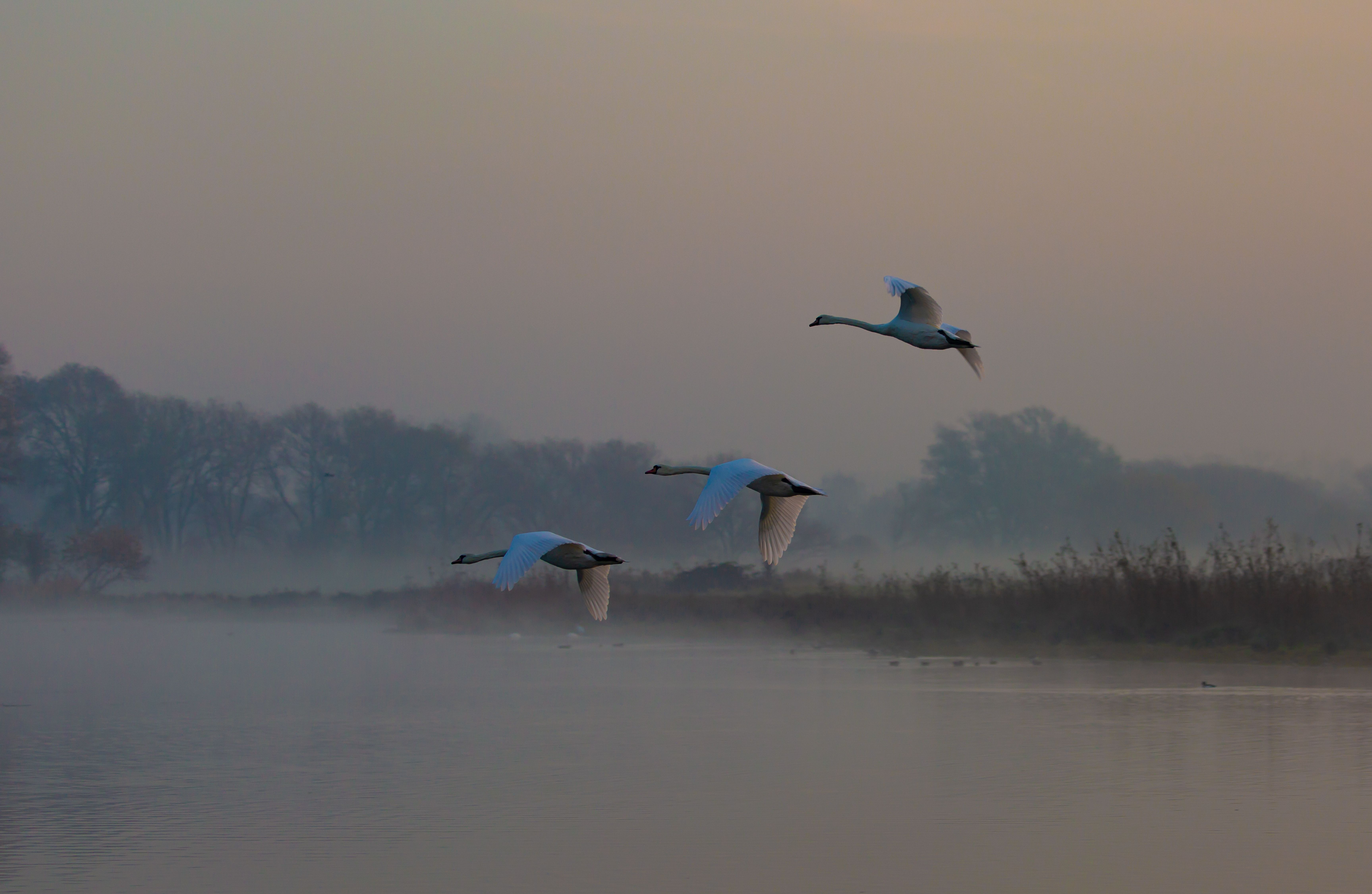A Swan Flying Above the Water · Free Stock Photo