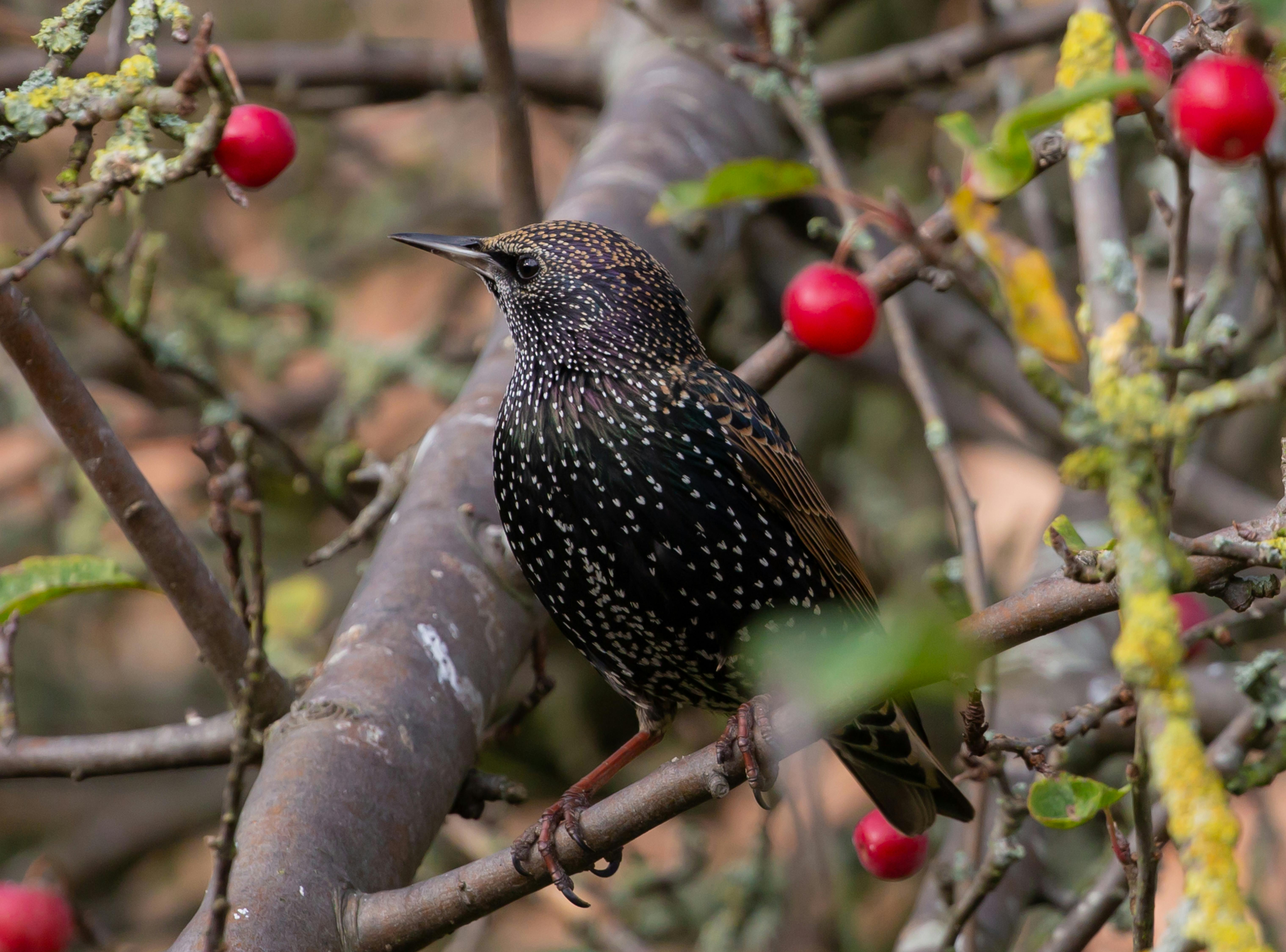 Starlings in the US: The Good, the Bad, the Bold, and the Beautiful ...