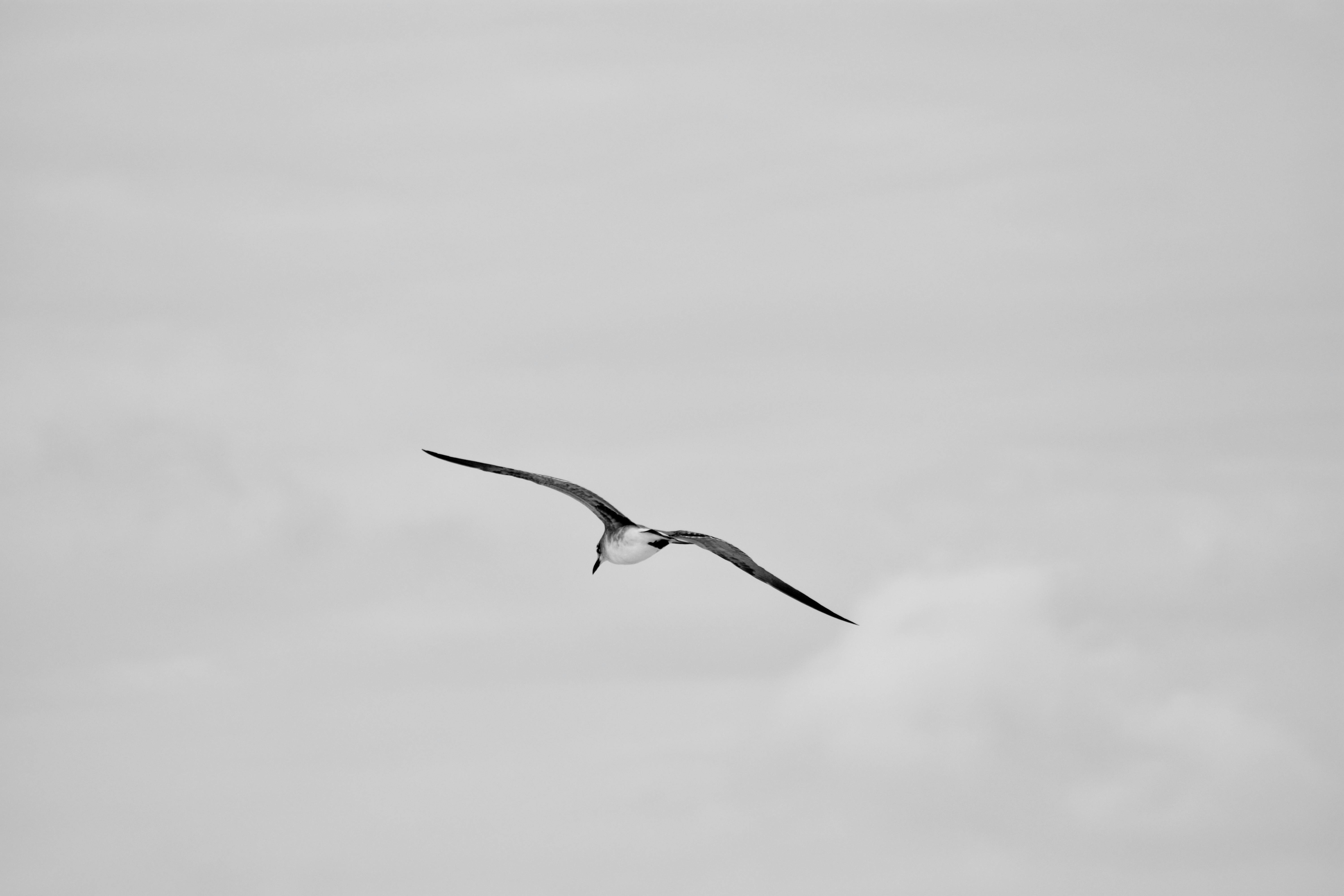 Soaring Photos, Download The BEST Free Soaring Stock Photos & HD Images