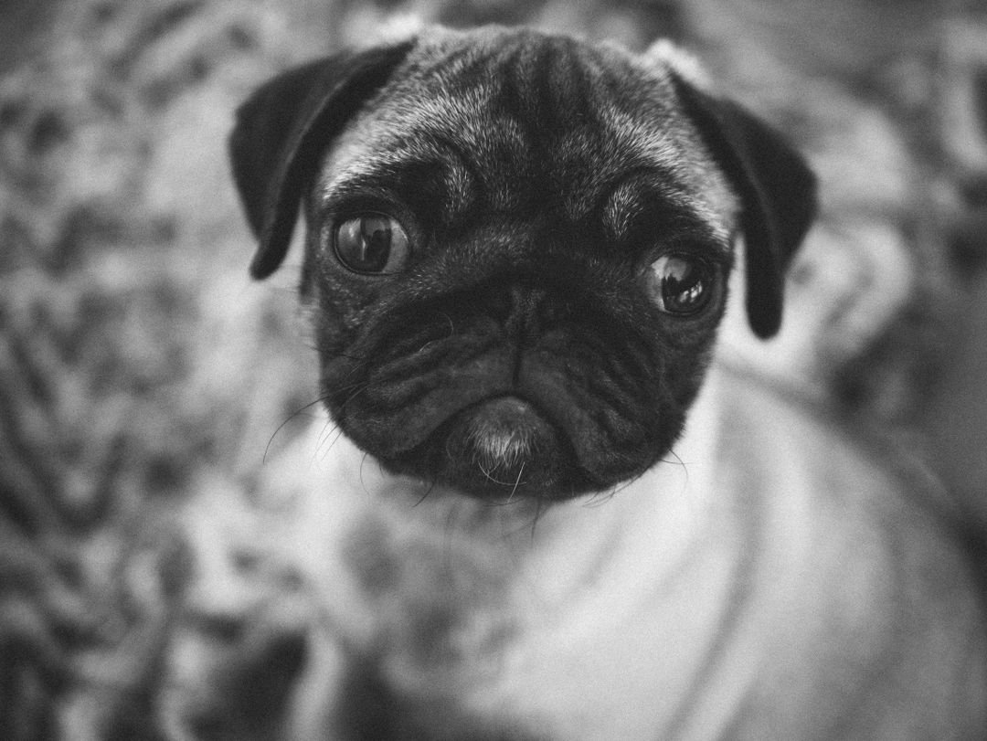 Pug Dog Eye Problems: Common Issues and Symptoms to Watch