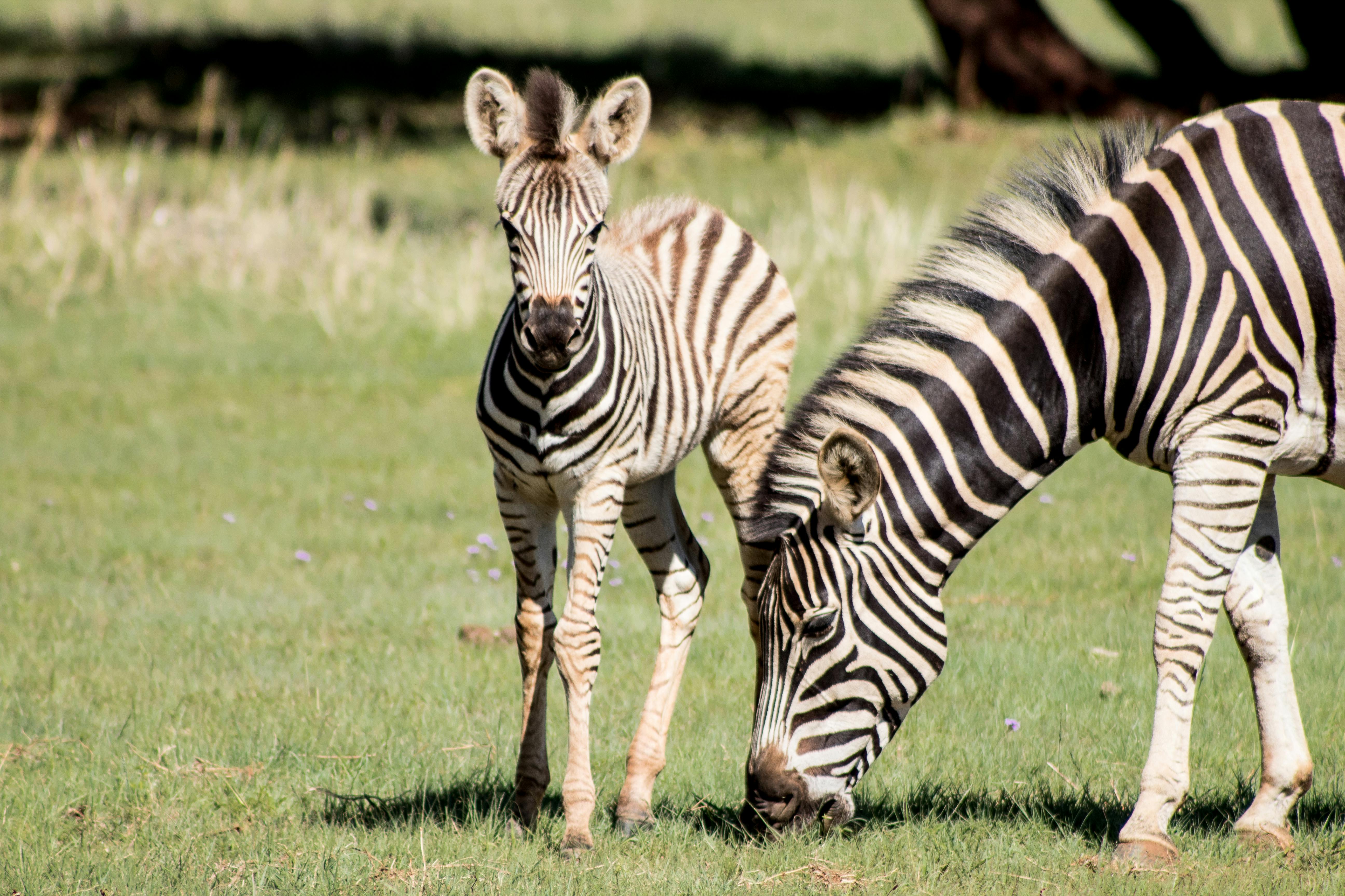 Photo of a Zebra · Free Stock Photo