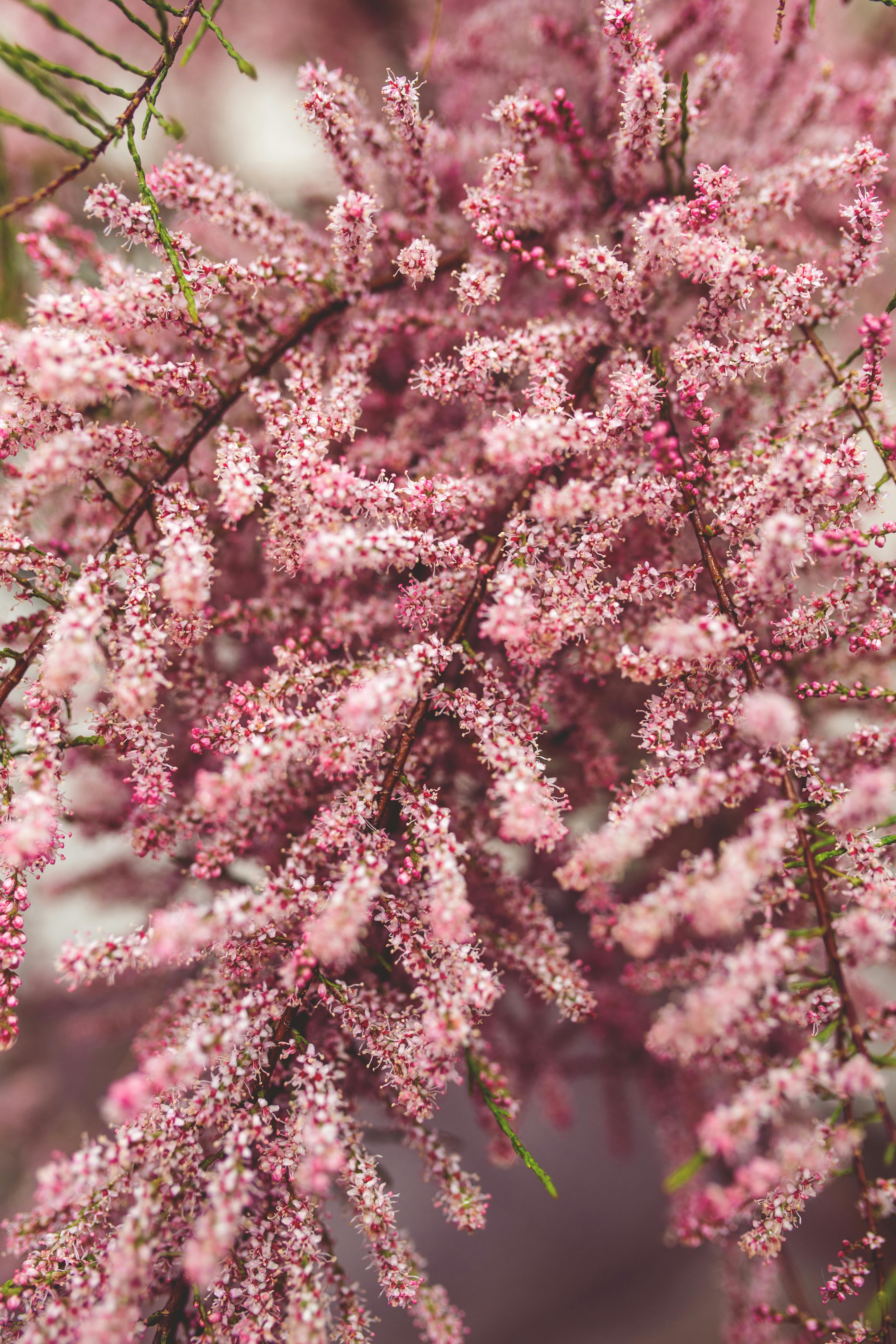 Pink tree · Free Stock Photo