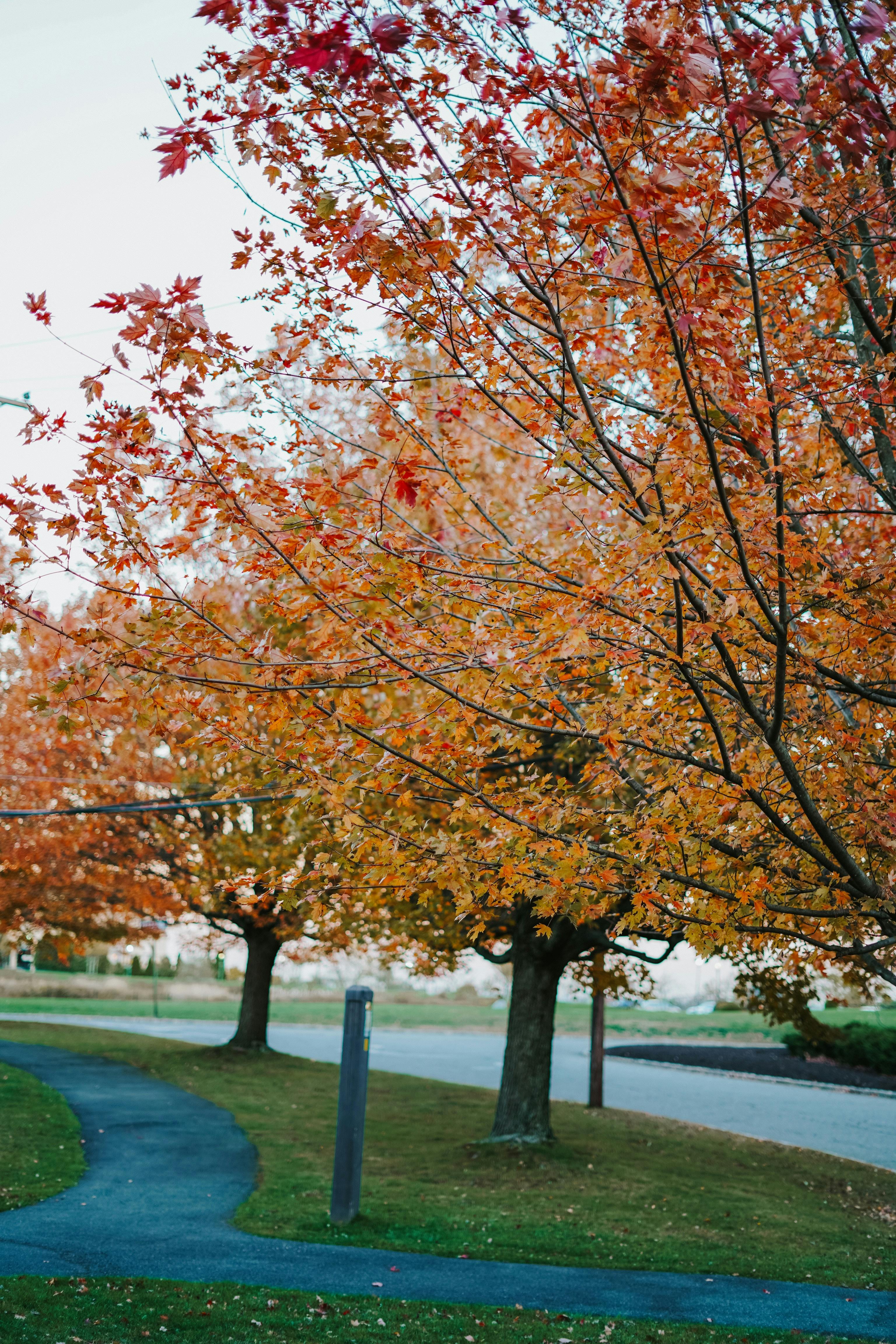 Fall & Autumn · Pexels