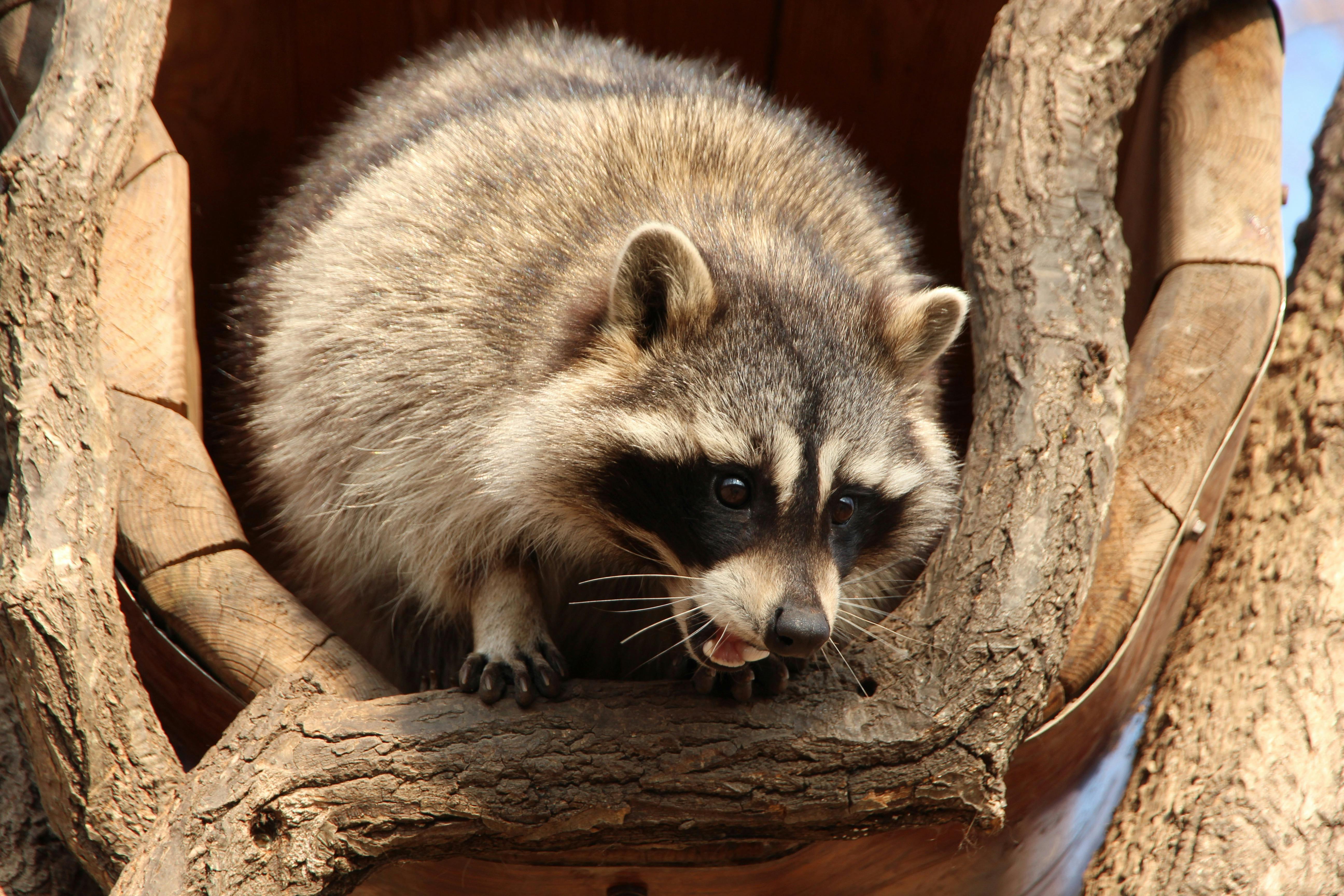 Gray Raccoon on Brown Tree Branch · Free Stock Photo
