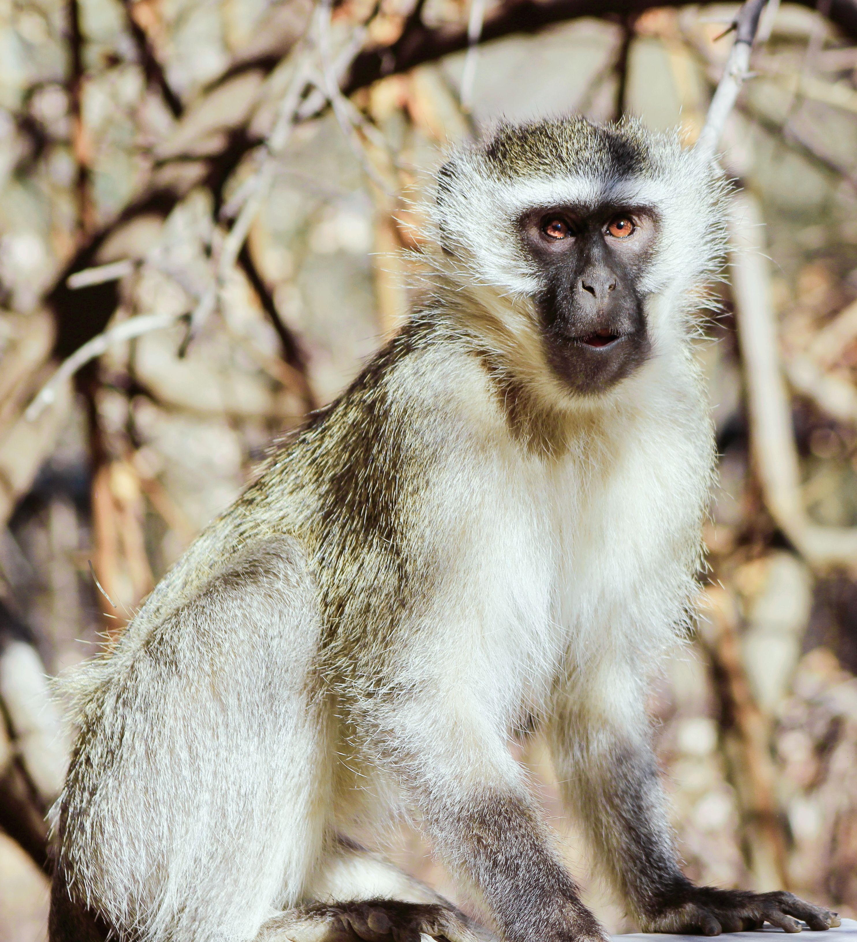 Brown Monkey Sitting on the Ground · Free Stock Photo
