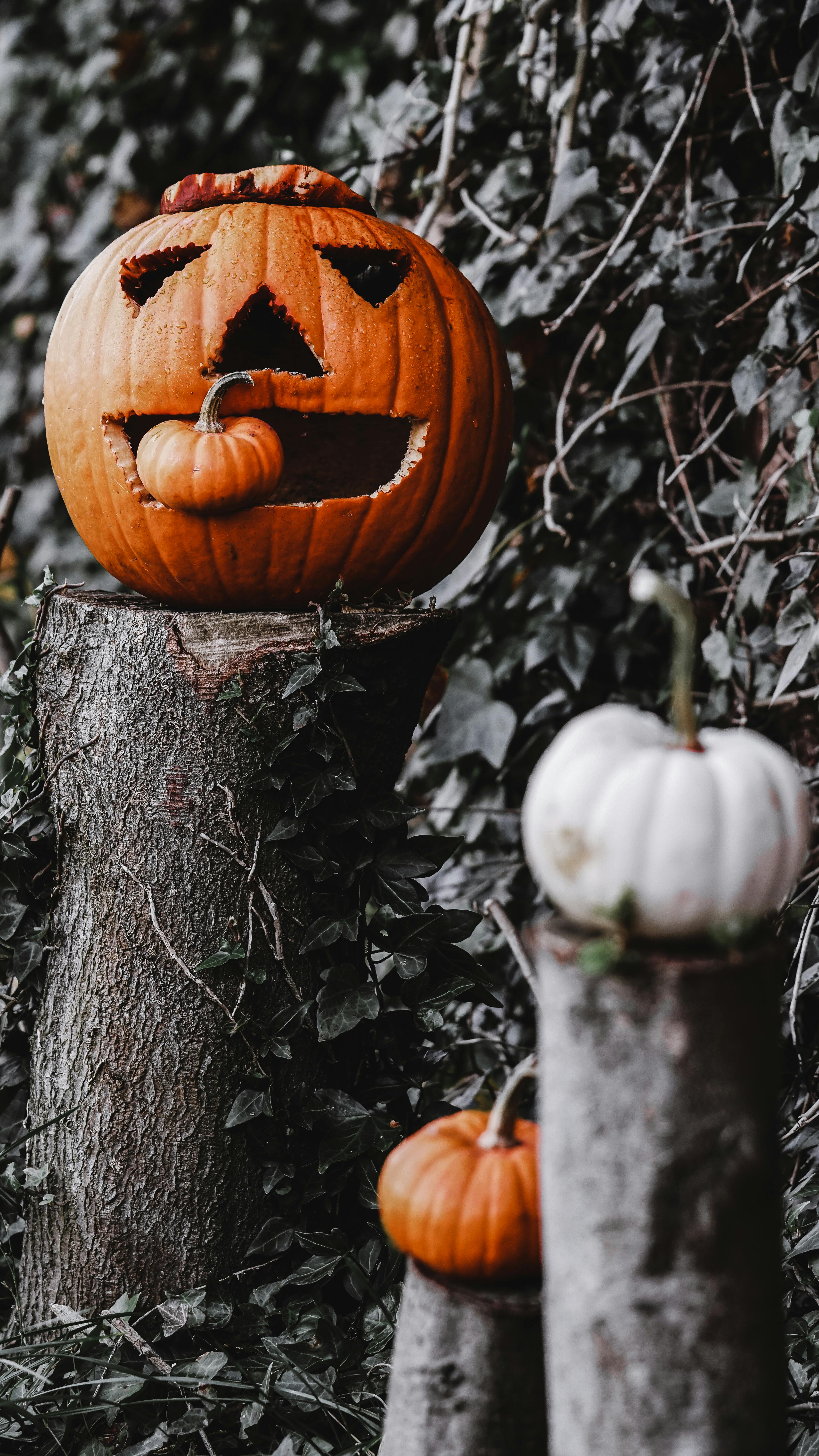 Jack O Lantern On Wood Trunk · Free Stock Photo