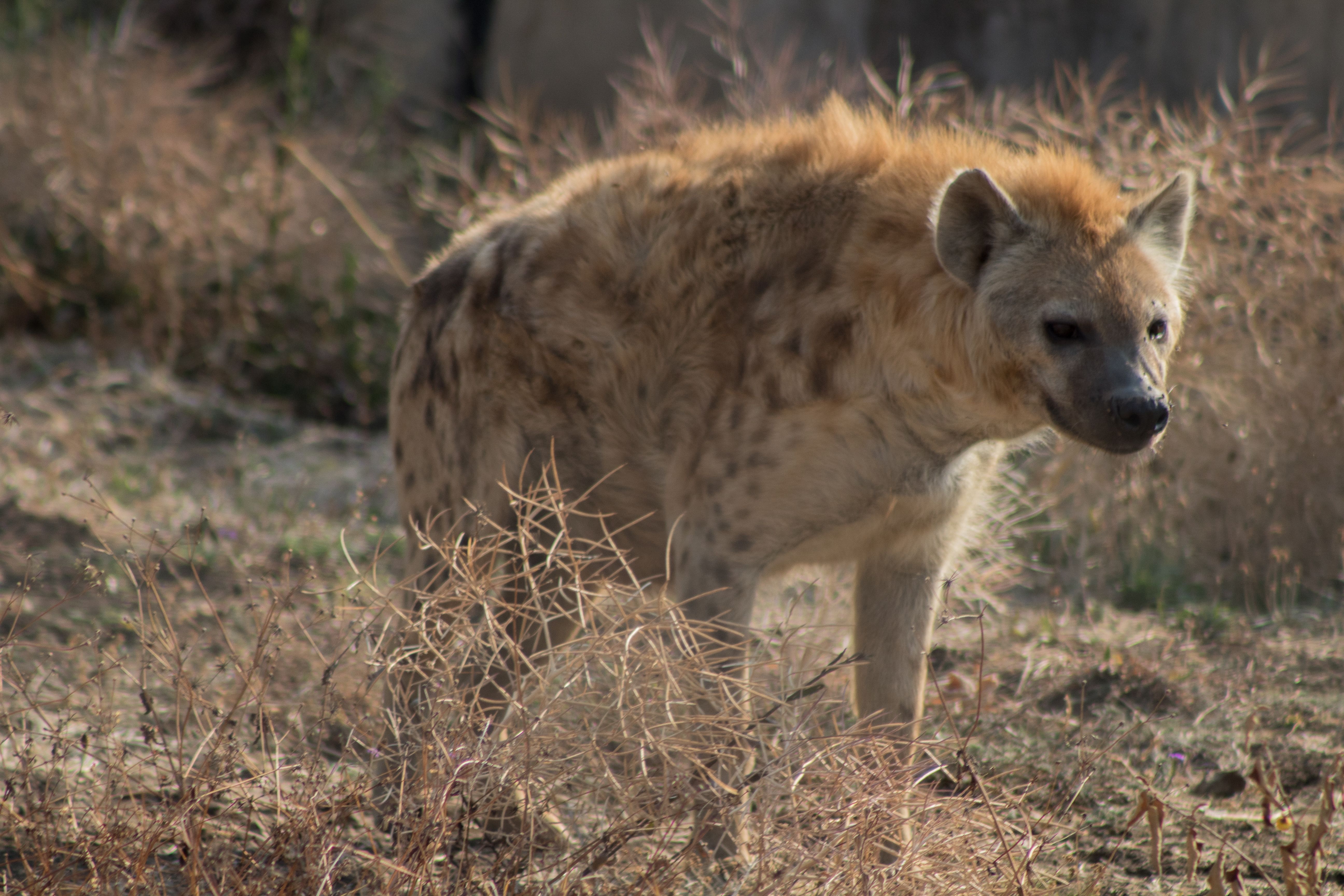 Hyena Photos, Download The BEST Free Hyena Stock Photos & HD Images