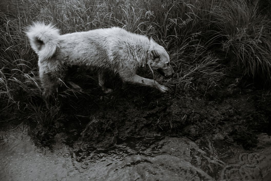 Mongrel Dog Breed: History, Characteristics & Care Tips