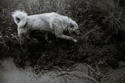 Mongrel Dog Breed: History, Characteristics & Care Tips