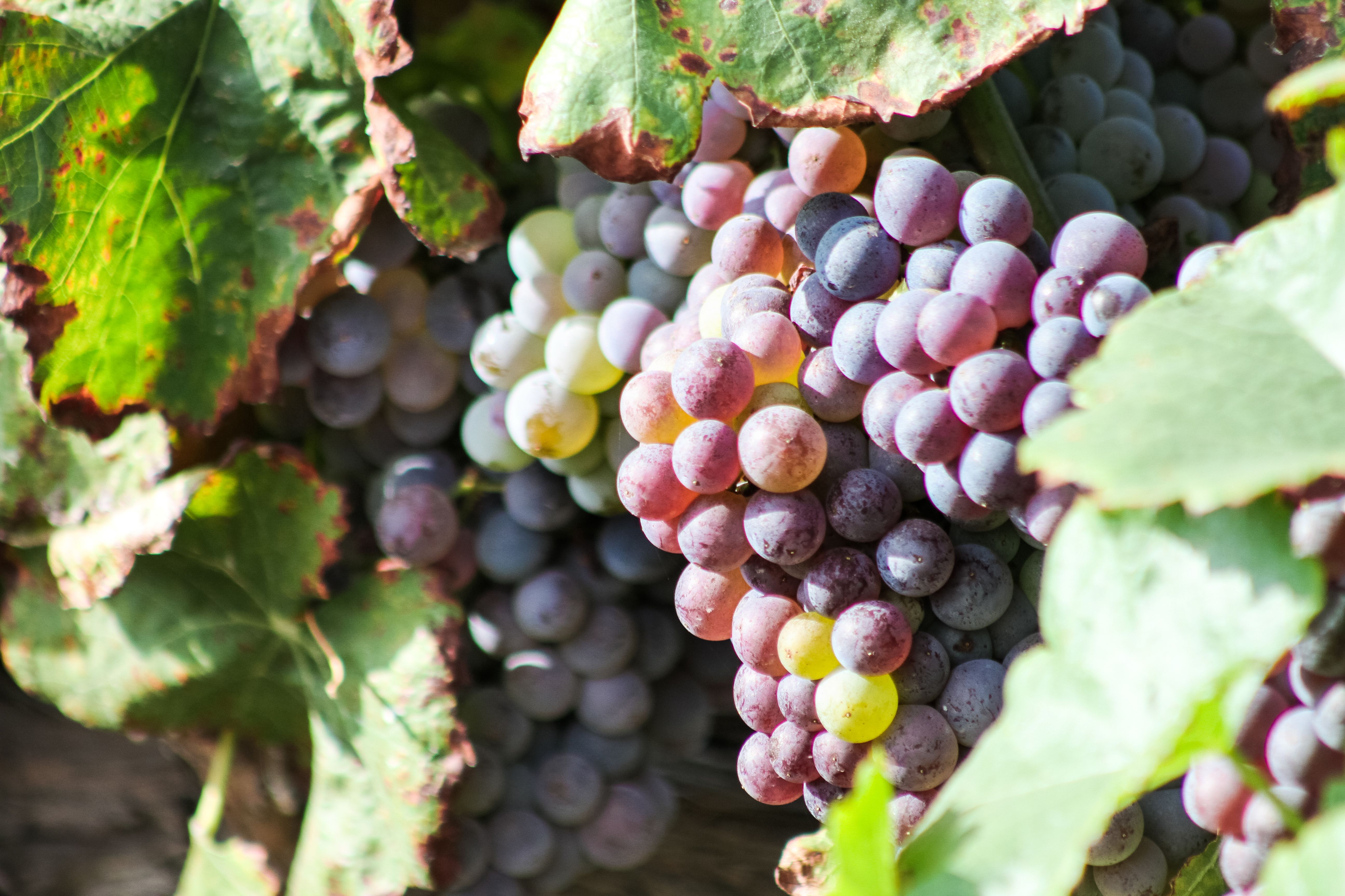 Free stock photo of #winery #grapes #harvest #temeculawinecountry