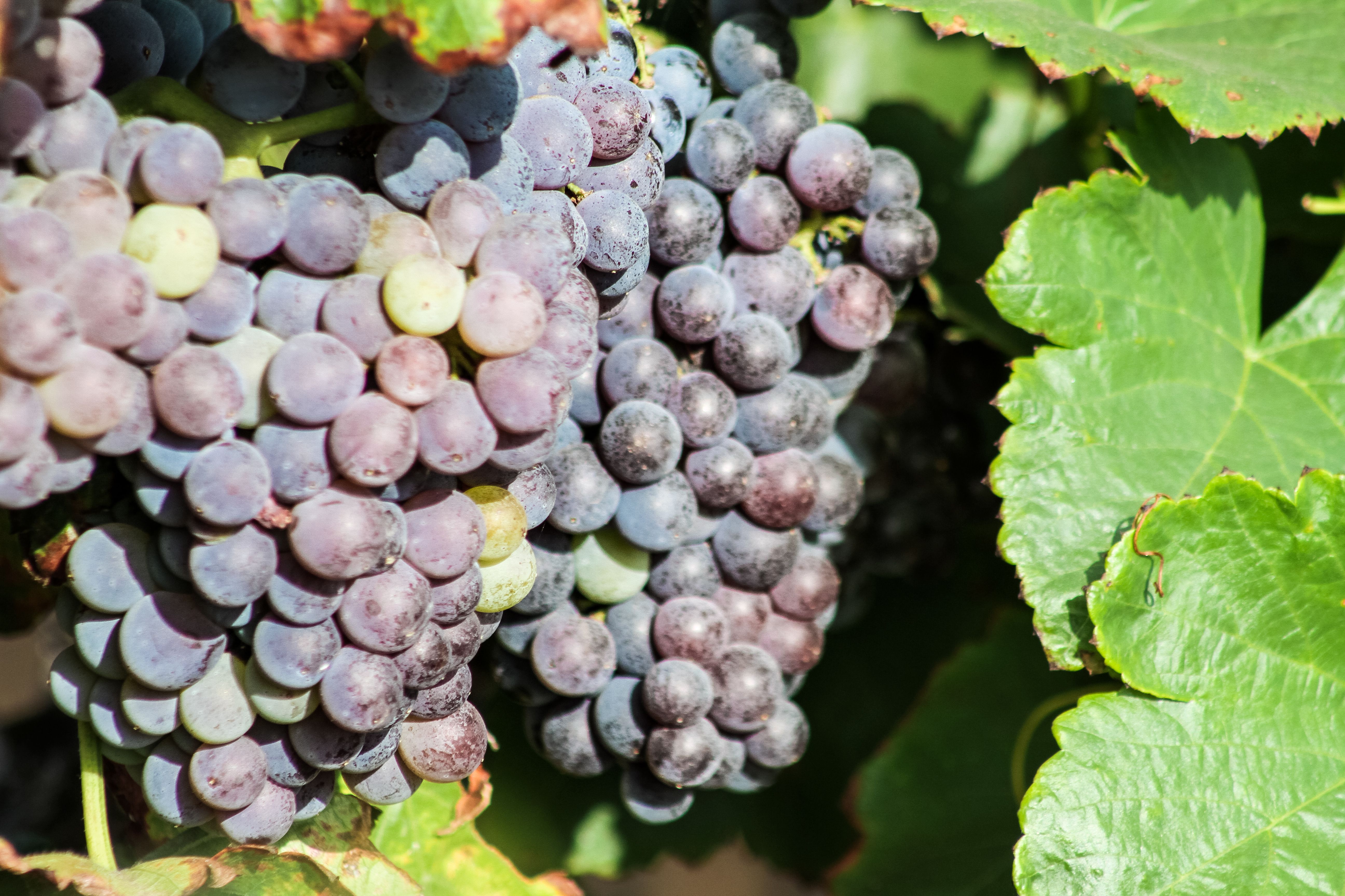 Free stock photo of #winery #grapes #harvest #temeculawinecountry