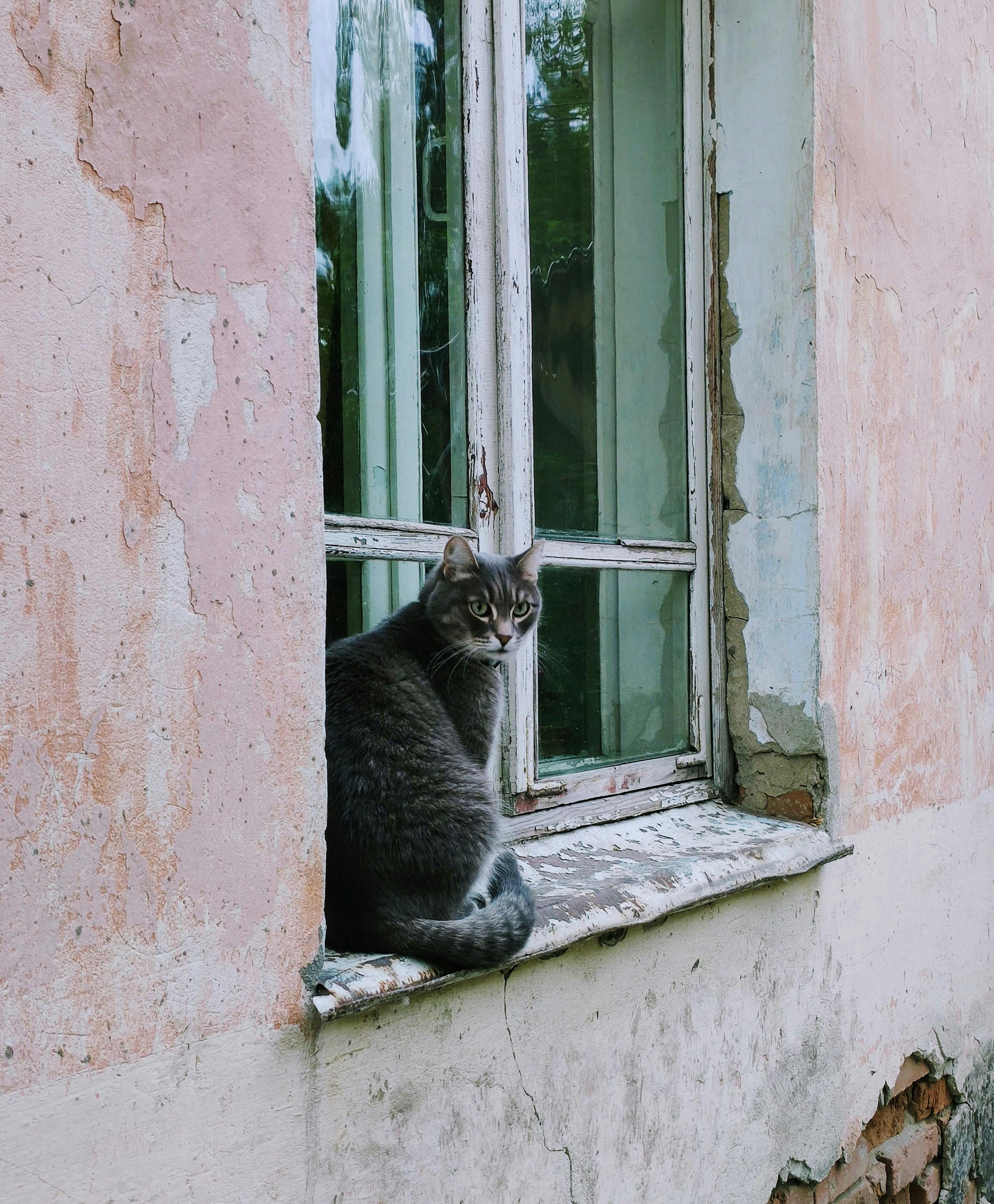 Short-fur White and Black Cat Sitting on Window · Free Stock Photo