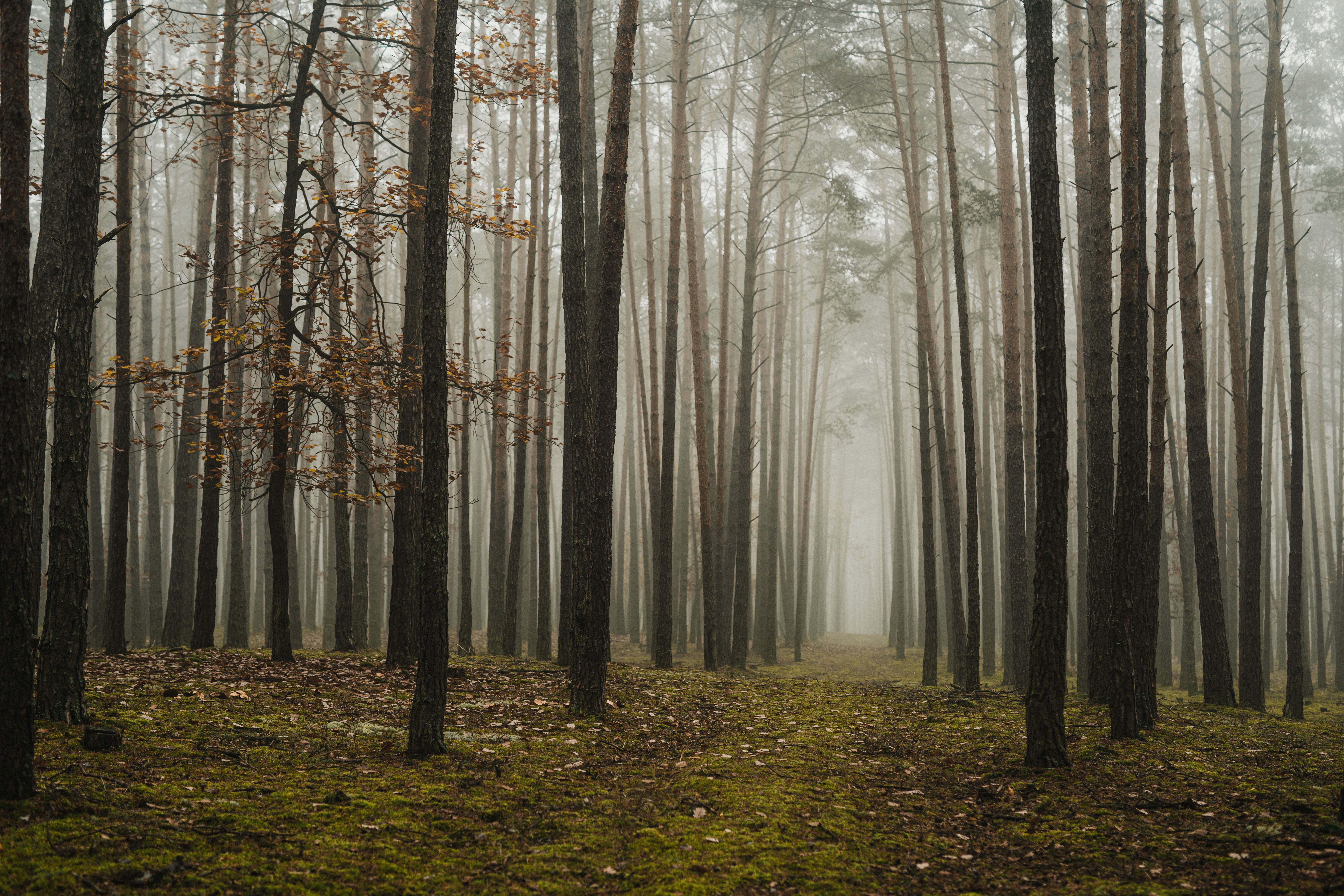 Scary View of Forest at Night · Free Stock Photo