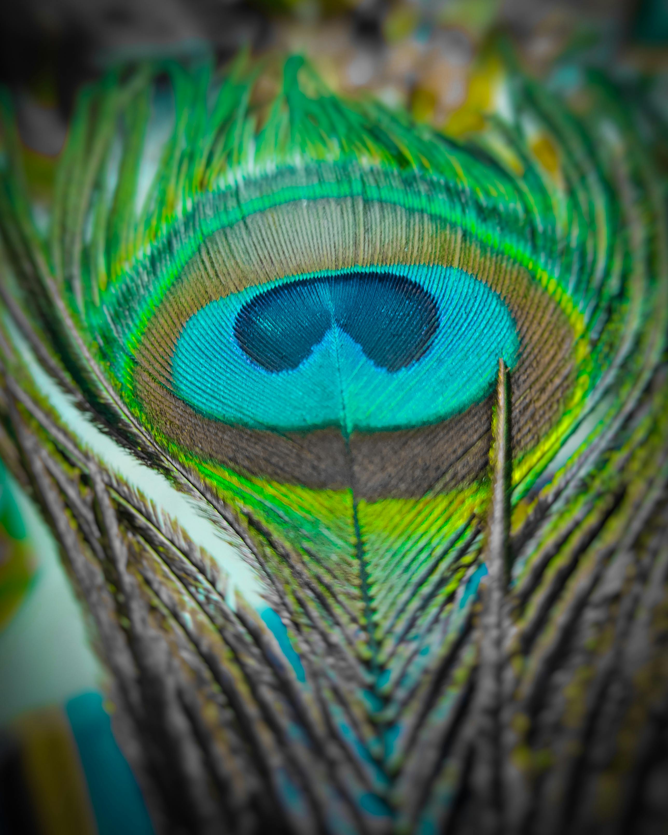 Peacock Feather Photos, Download The BEST Free Peacock Feather Stock ...