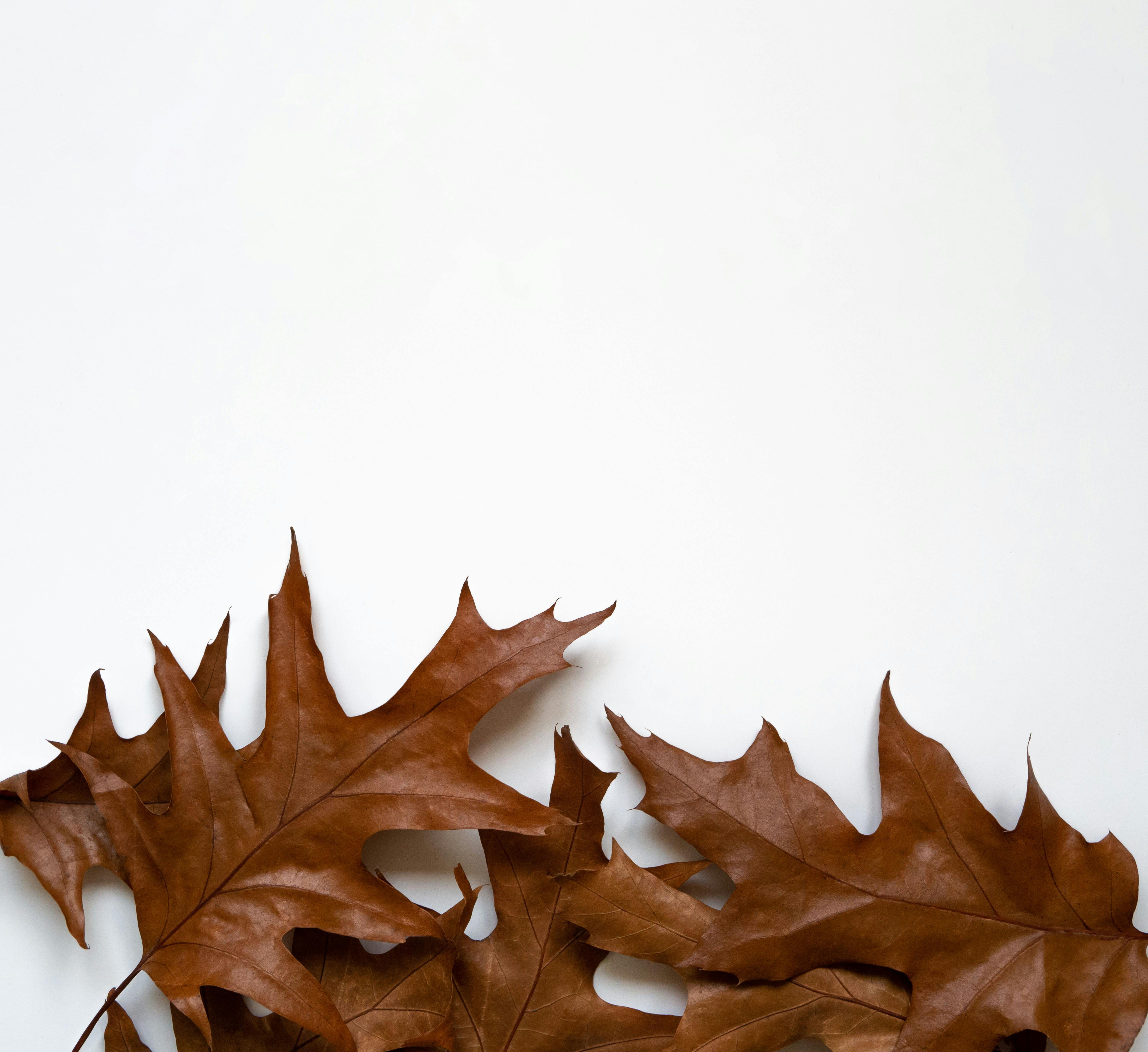 Brown Maple Leaves on White Background · Free Stock Photo