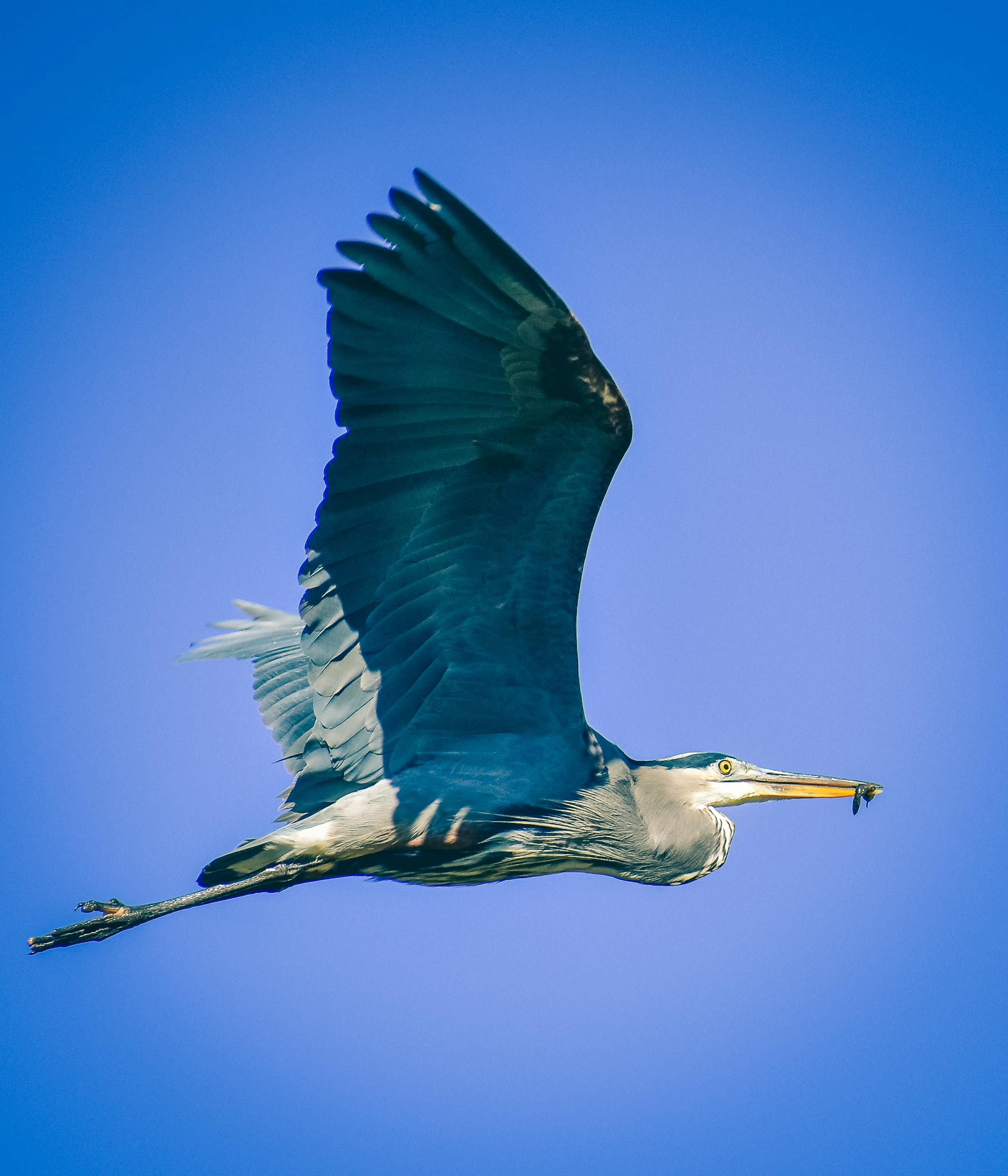 Garza Elegante Con Comida Volando Sobre El Cielo Azul · Foto de stock ...