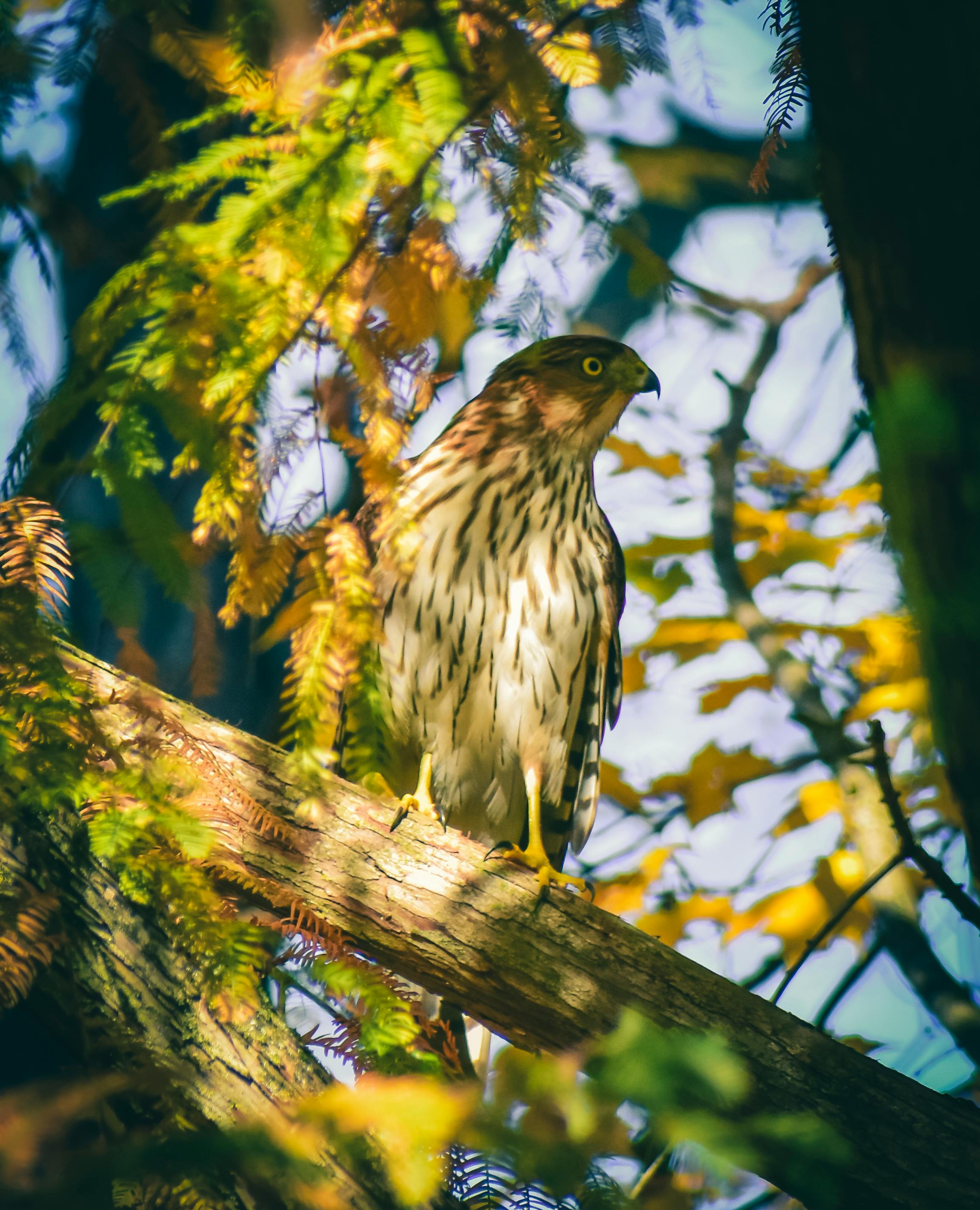 Hawk sitting on tree branch in forest · Free Stock Photo