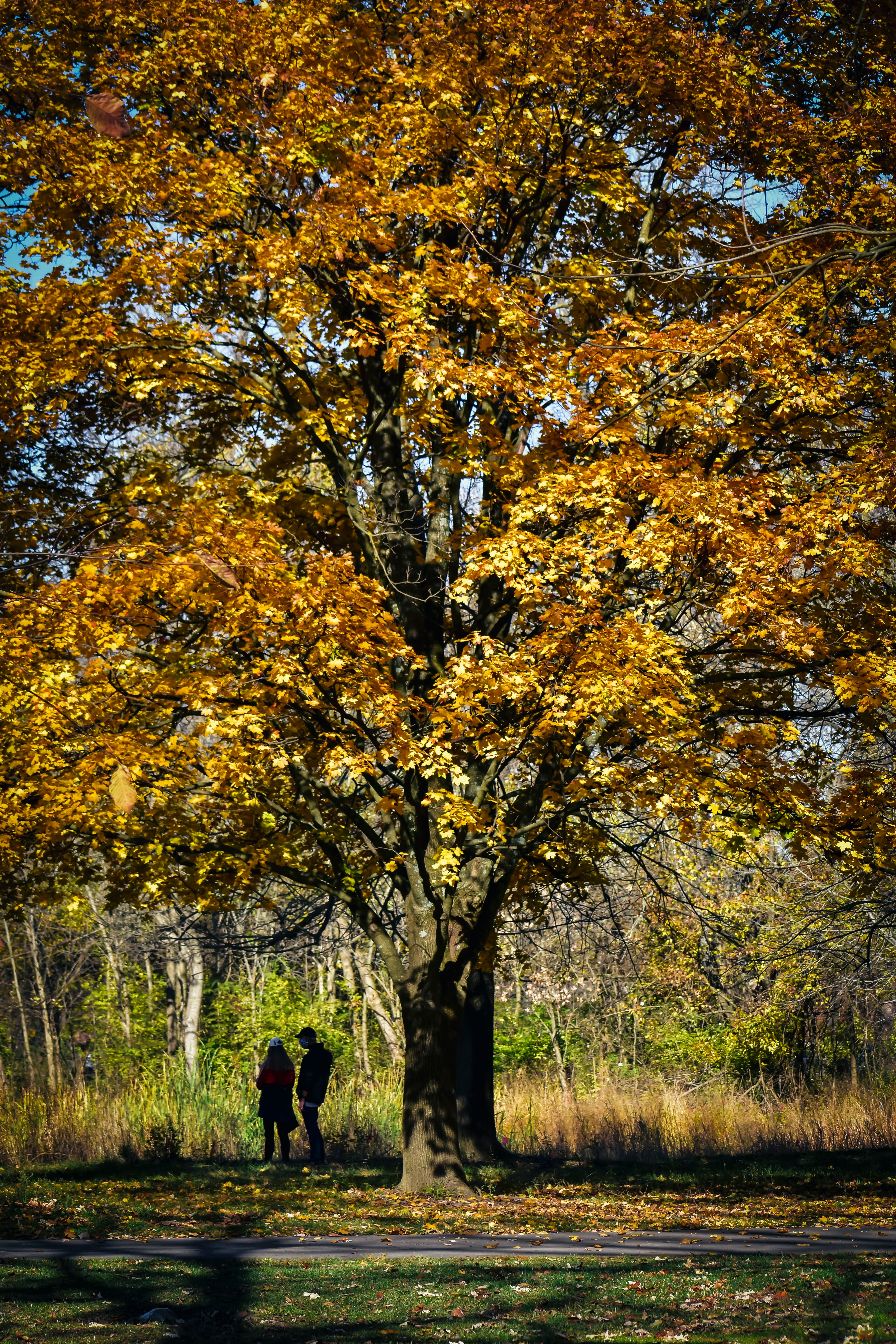 Couple standing under autumn tree in park · Free Stock Photo
