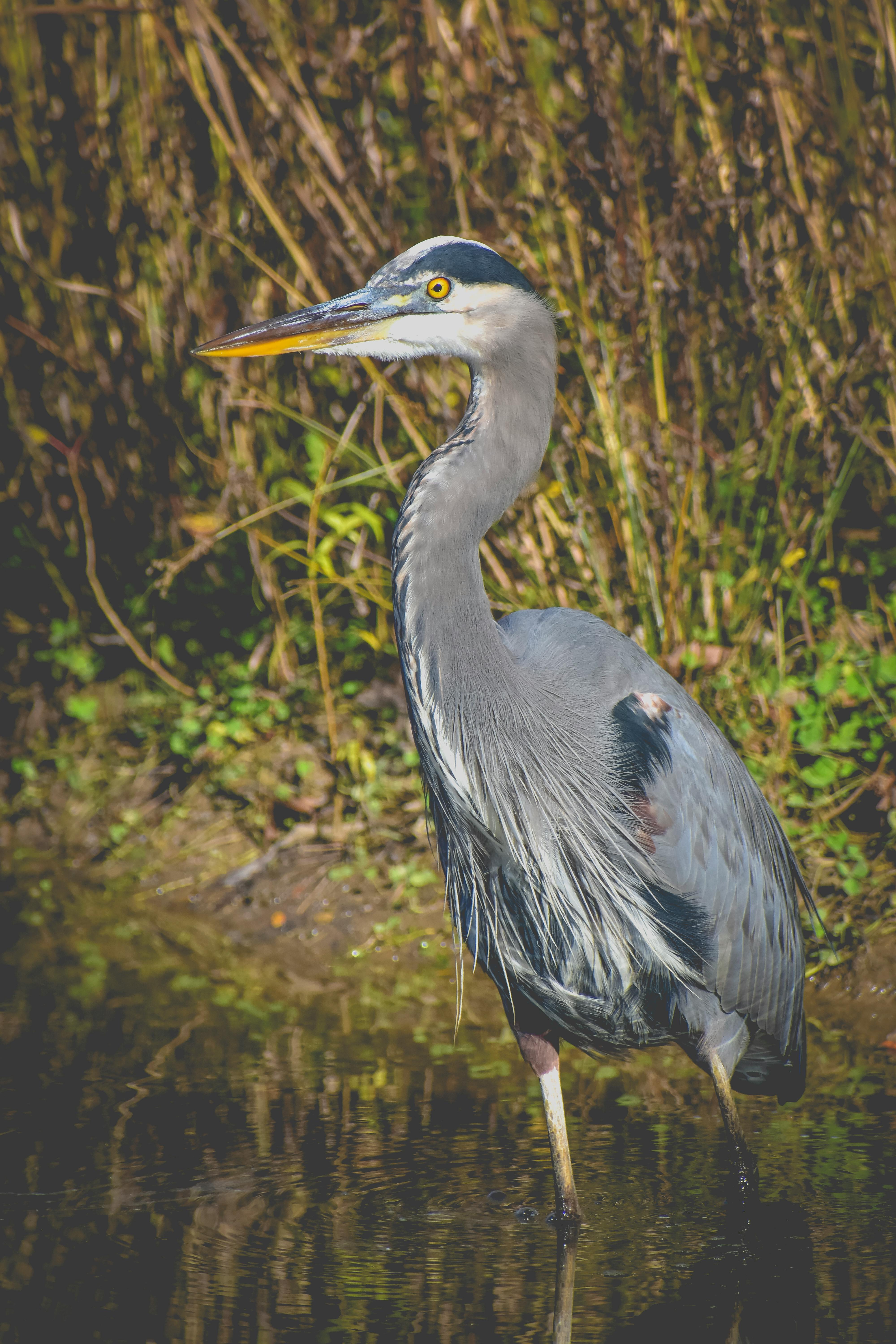 White Bird Near Spring River · Free Stock Photo