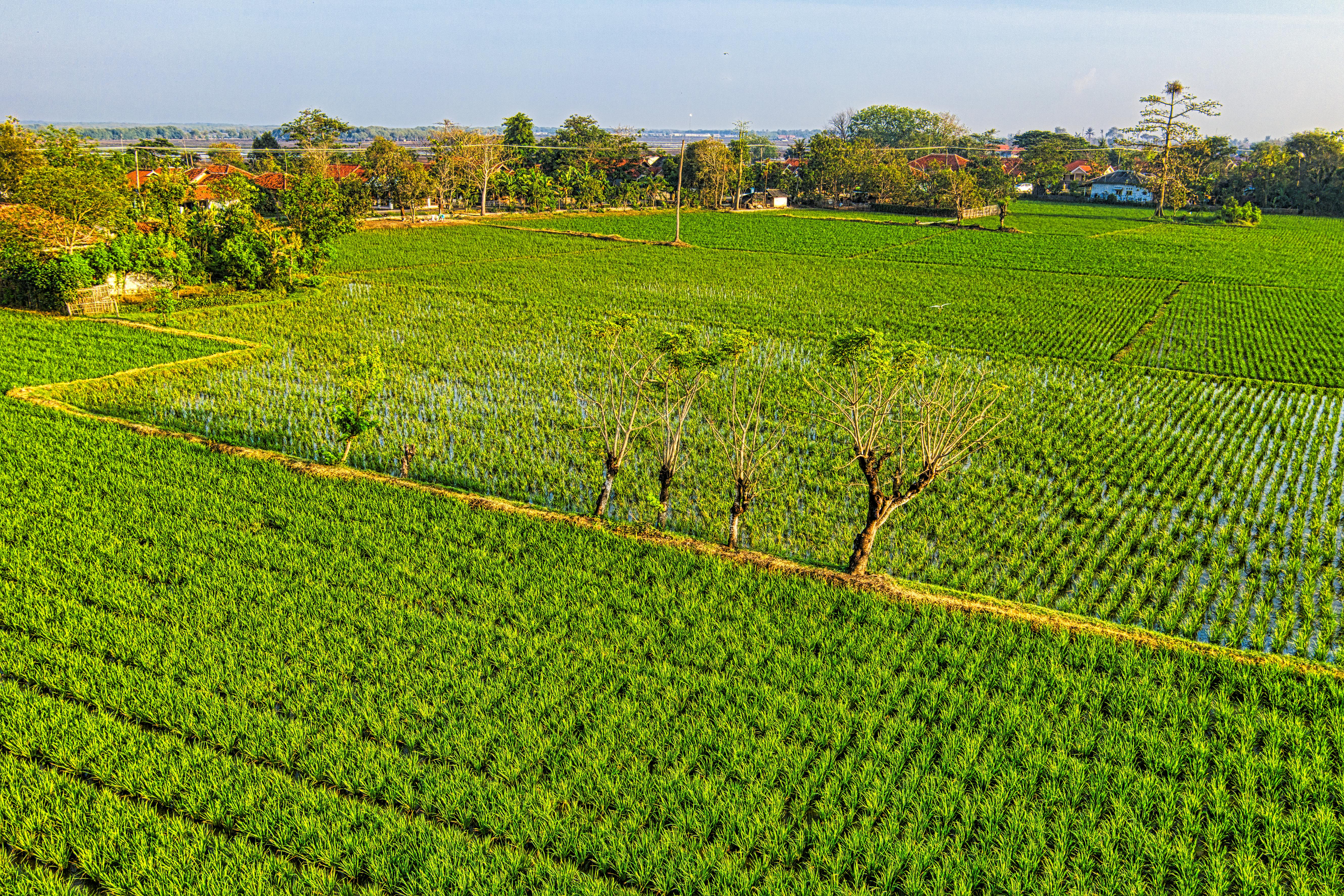 Green farmland with plantations and trees in daylight · Free Stock Photo