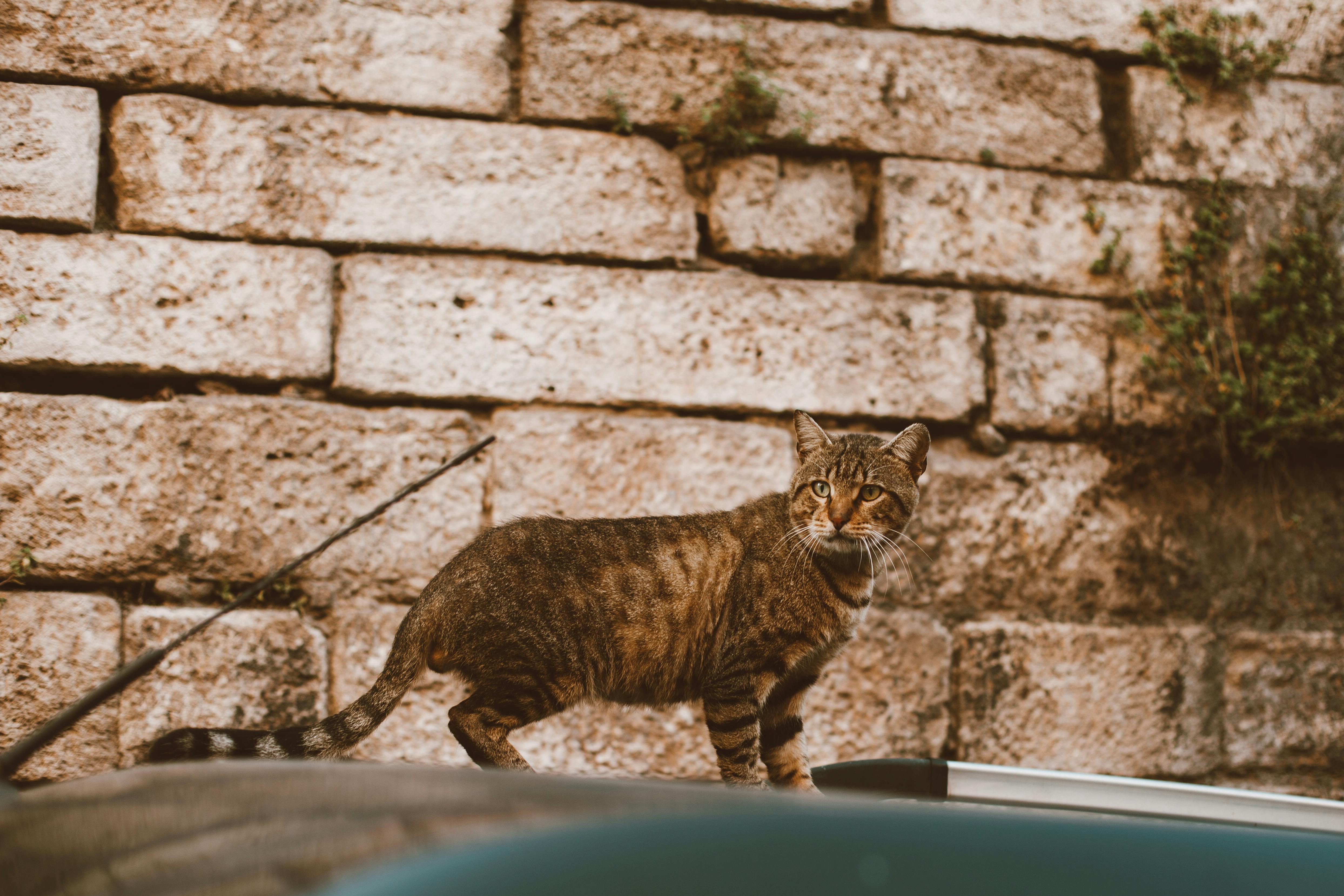 Brown an Black Tabby Cat Near Brick Wall · Free Stock Photo