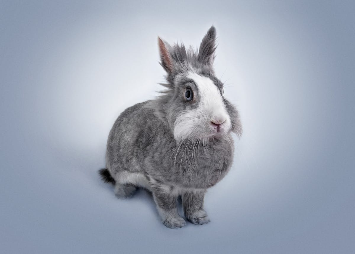 Bunny Photos, Download The BEST Free Bunny Stock Photos & HD Images