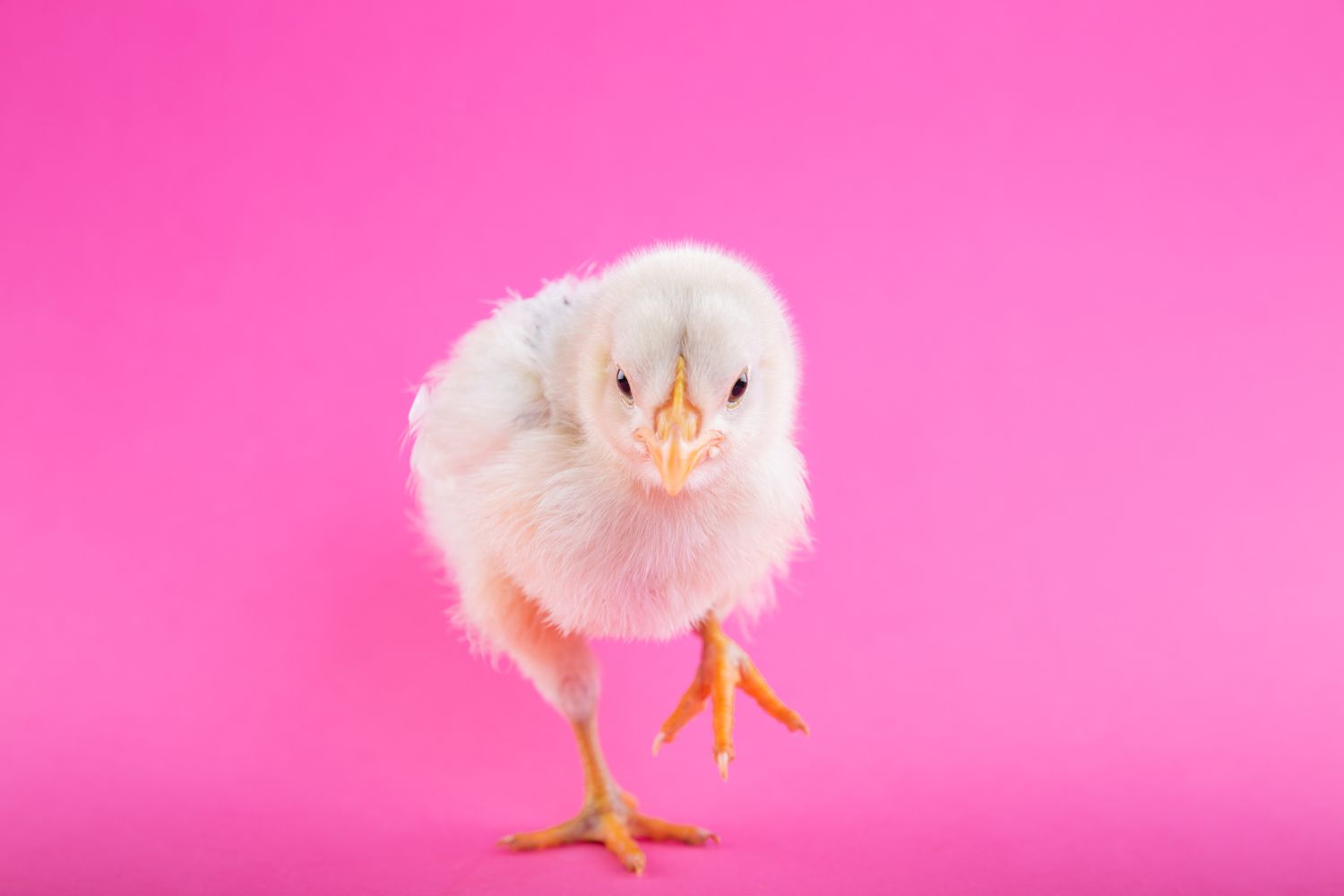Cute Backgrounds Photos, Download The BEST Free Cute Backgrounds Stock ...