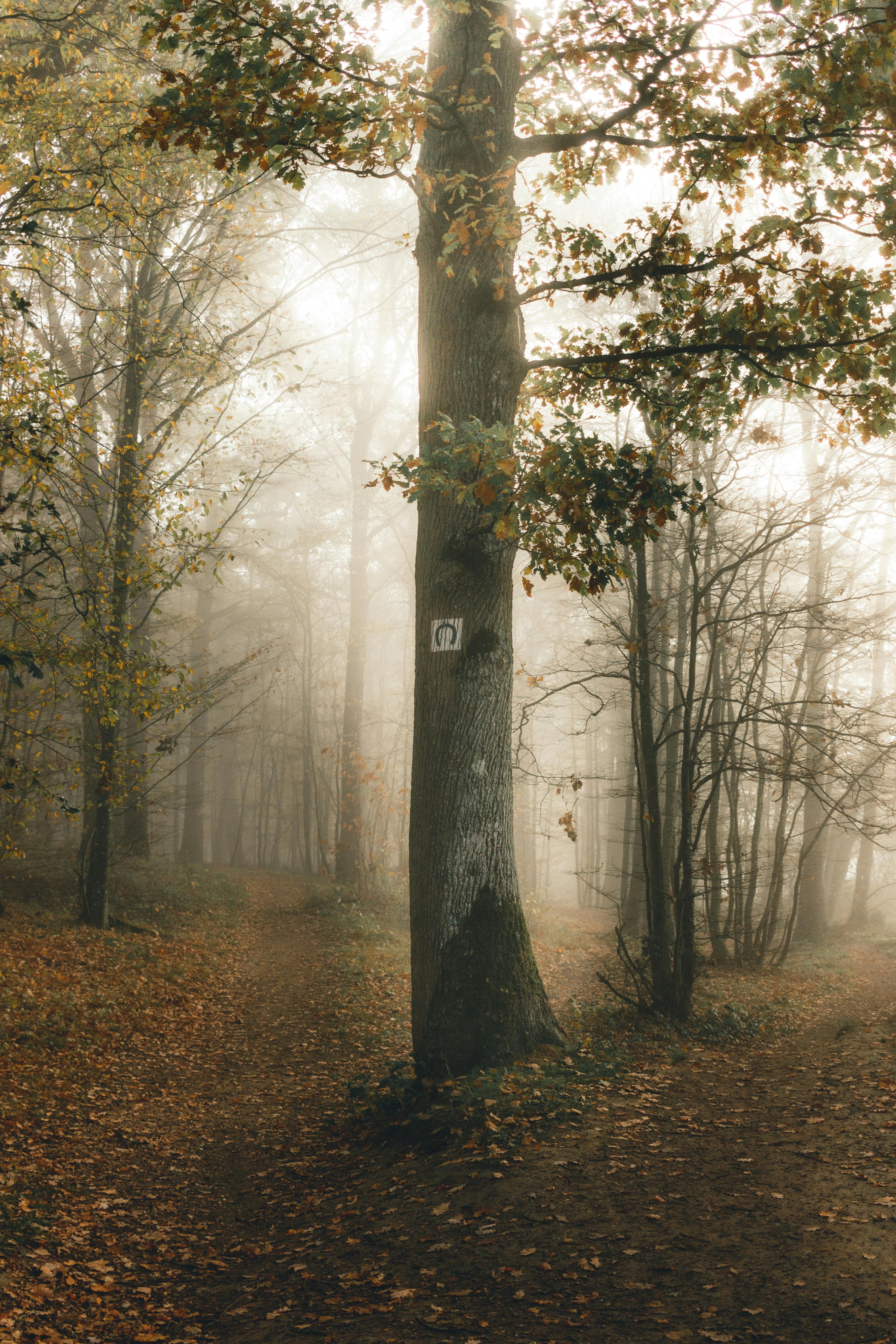 Narrow pathway in autumn forest on misty day · Free Stock Photo