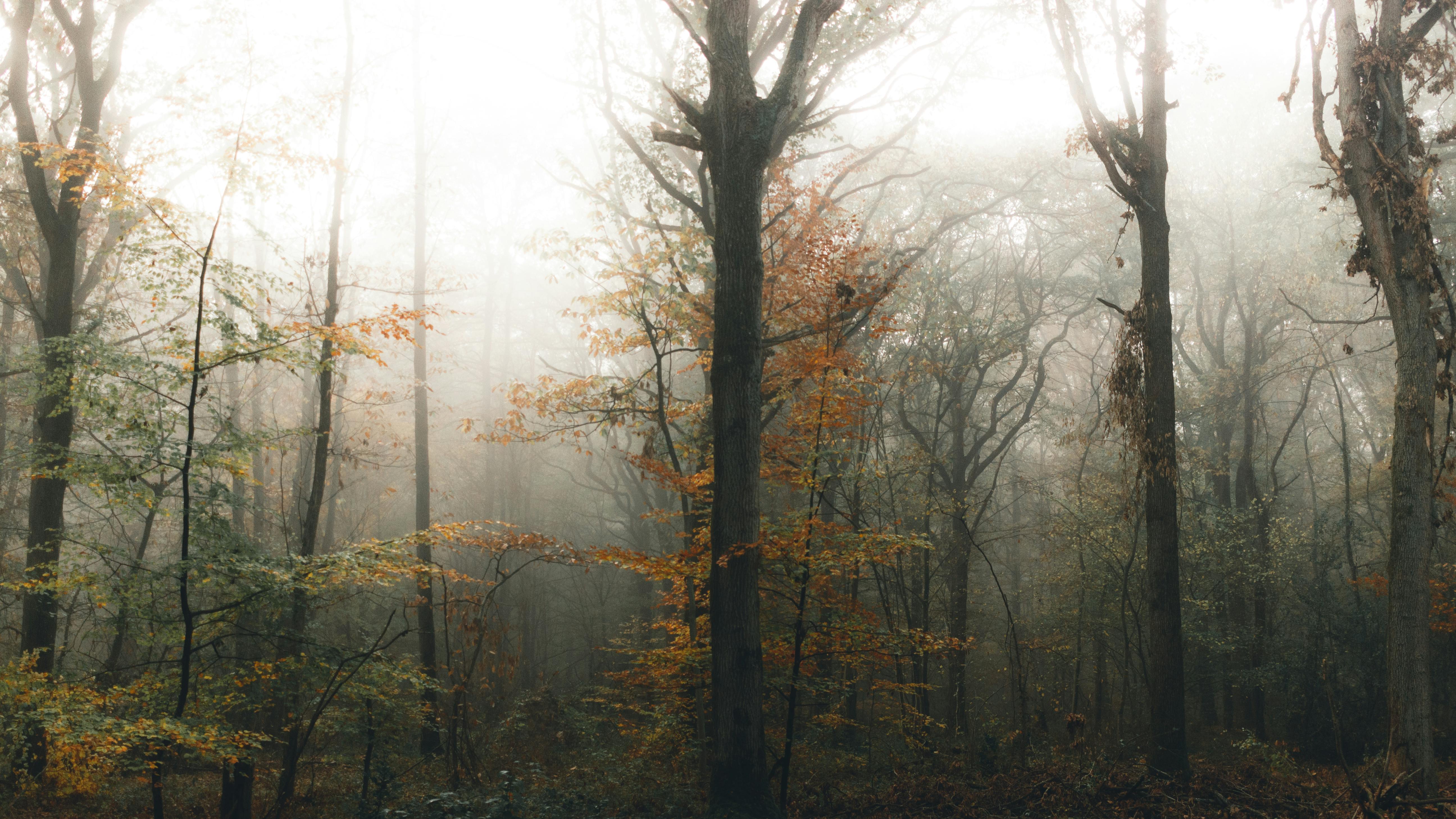 Foggy Forest Autumn