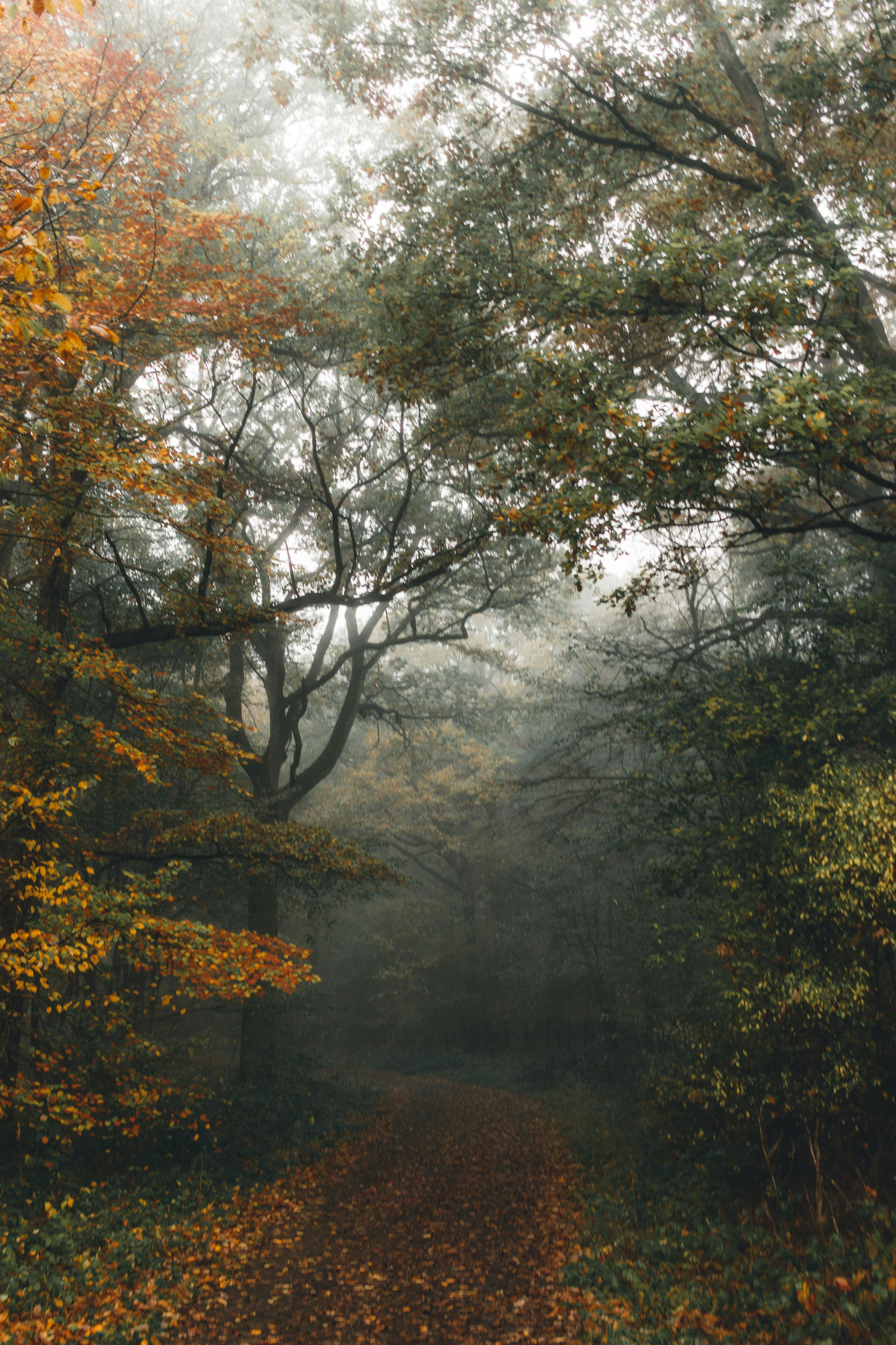 Straight path near green tree on foggy day · Free Stock Photo