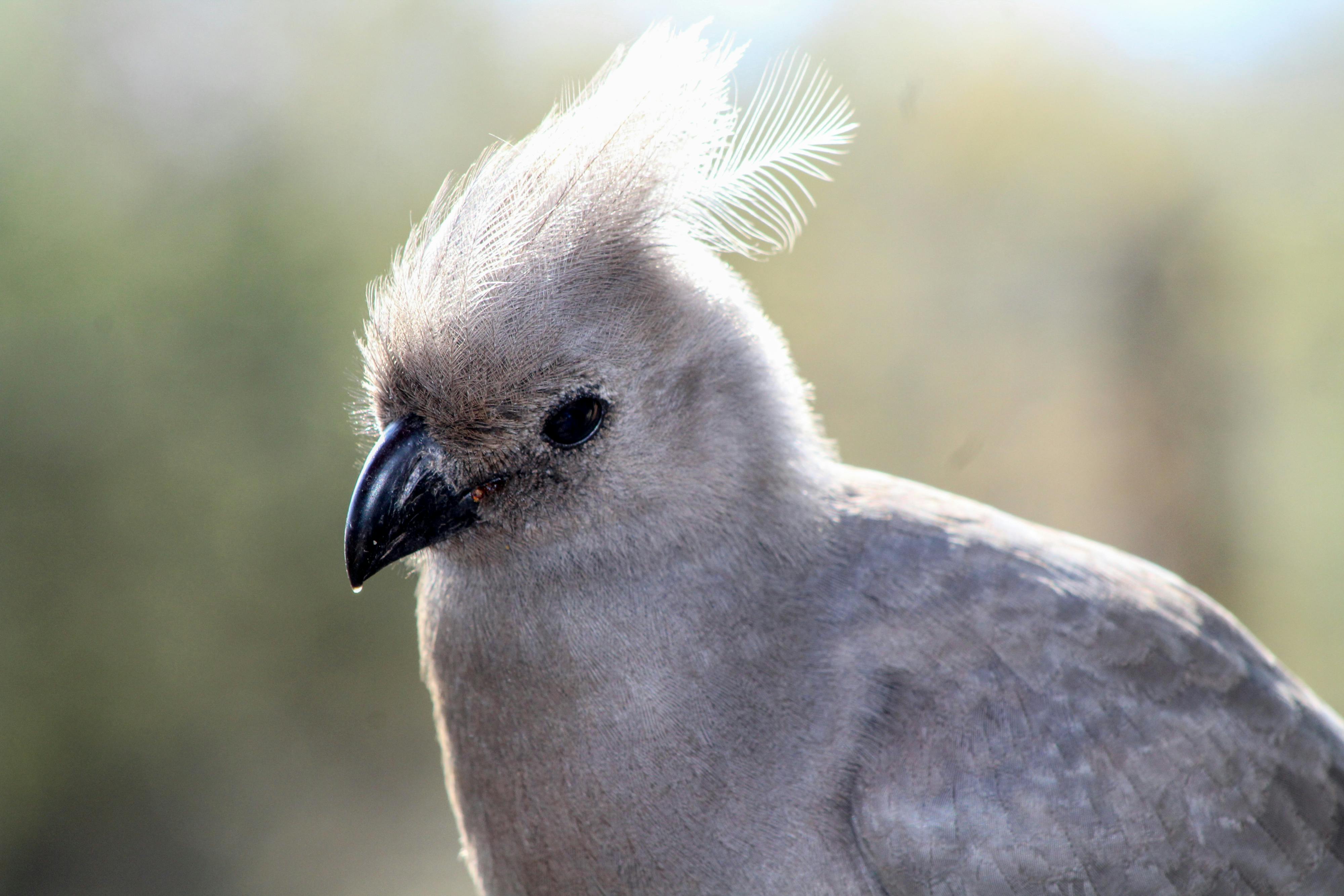 Grayscale Photography of African Grey Parrot · Free Stock Photo
