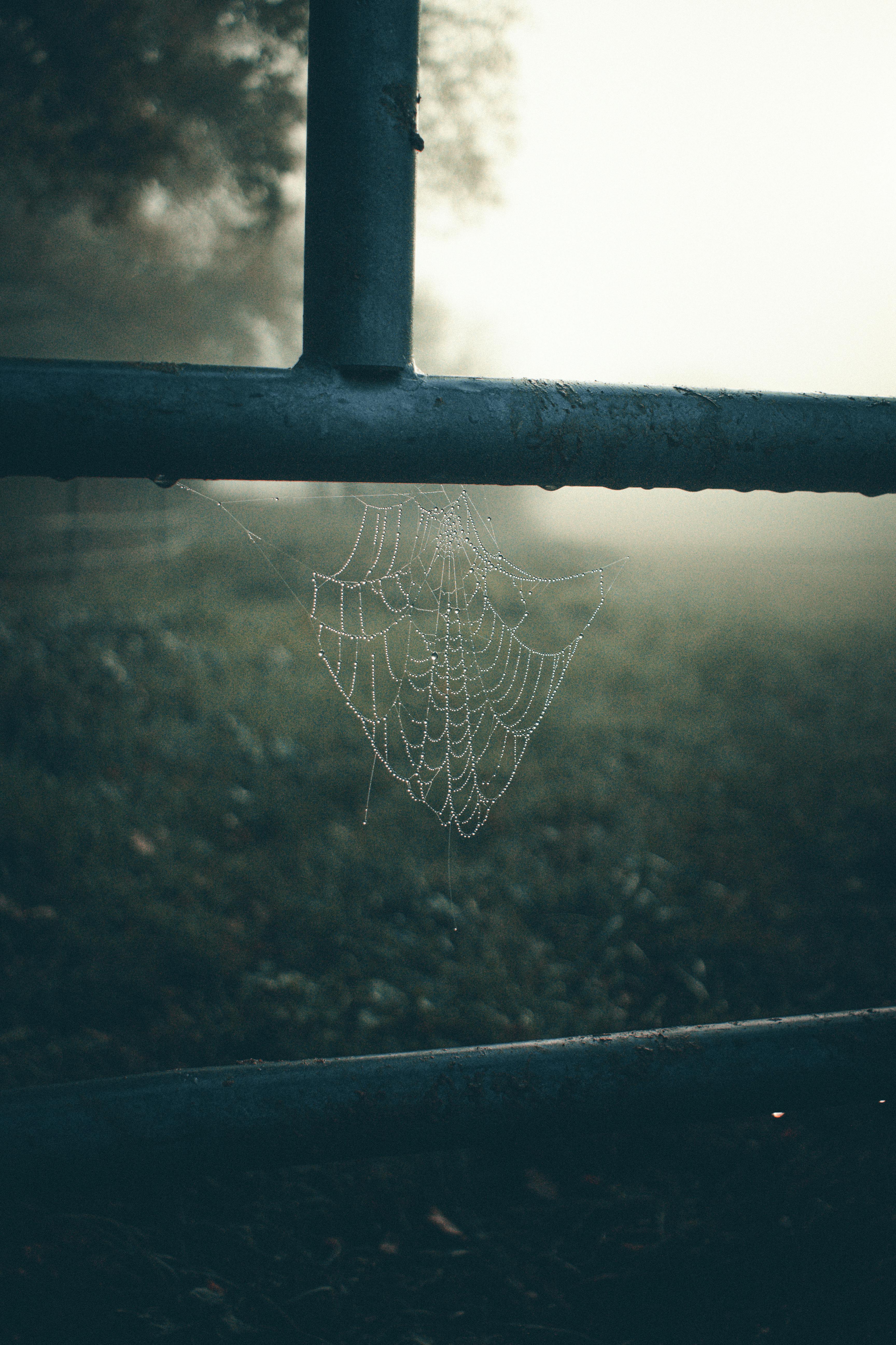 Cobweb on metal fence near grass lawn in mist · Free Stock Photo
