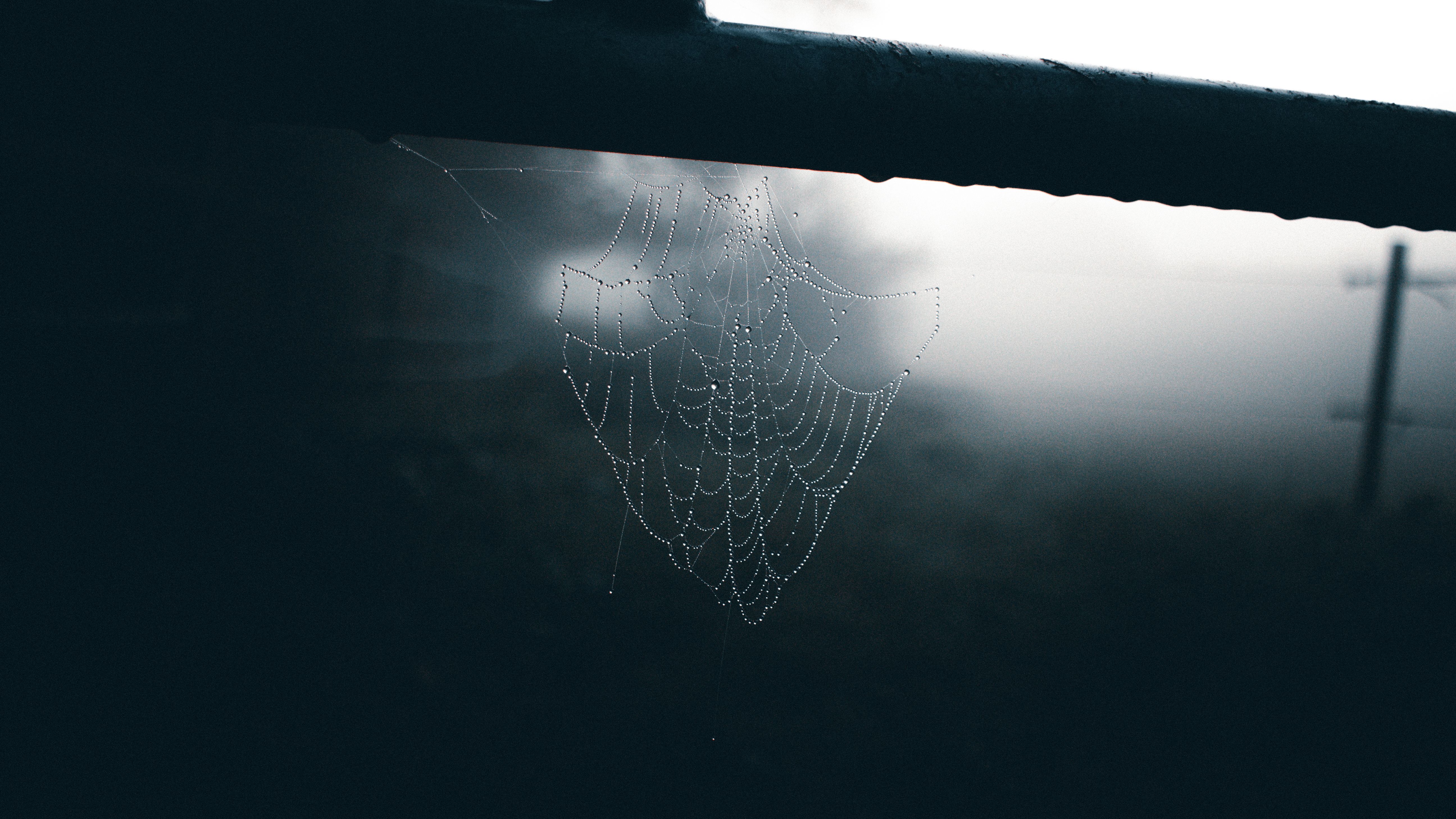 Spider web on dry plant in foggy forest · Free Stock Photo
