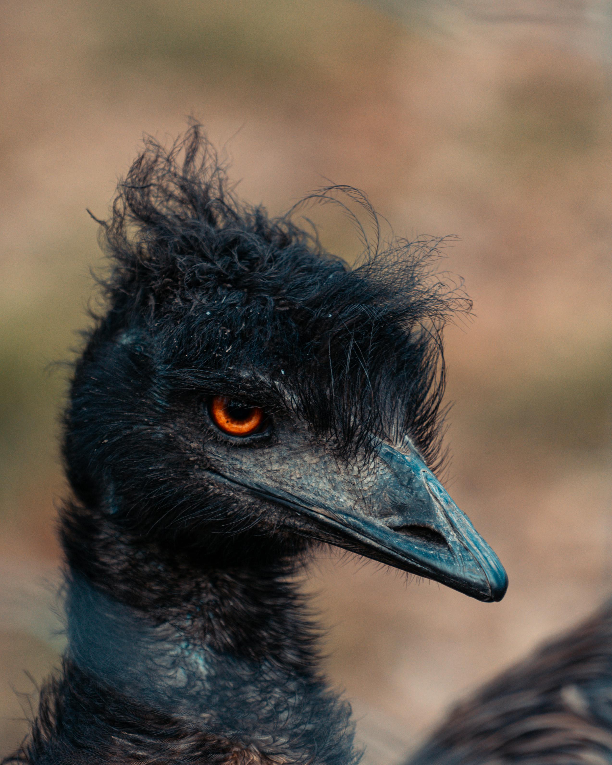 Emu Photos, Download The BEST Free Emu Stock Photos & HD Images