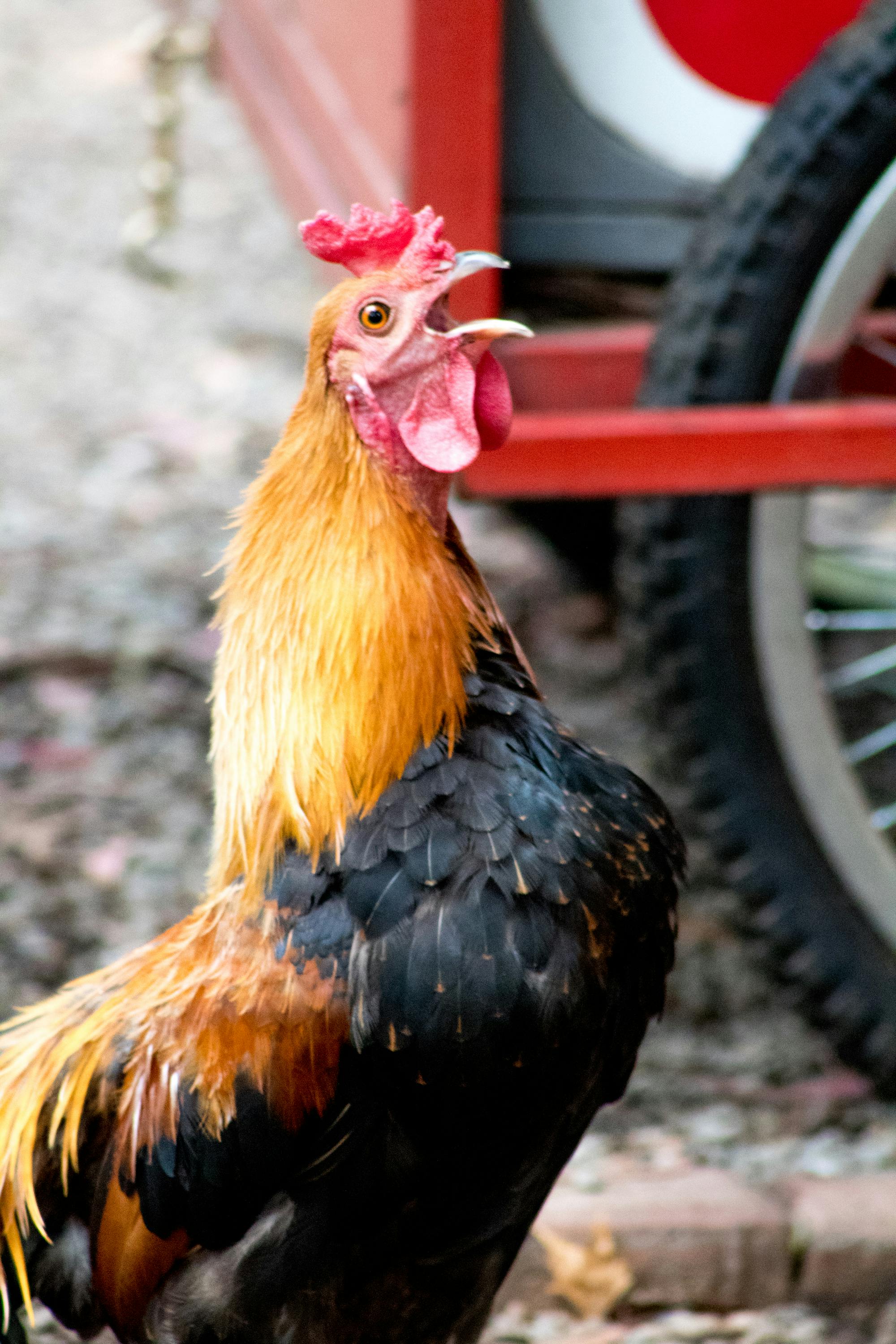 Close-up Photography of Orange Rooster on Brown Wooden Bench · Free ...