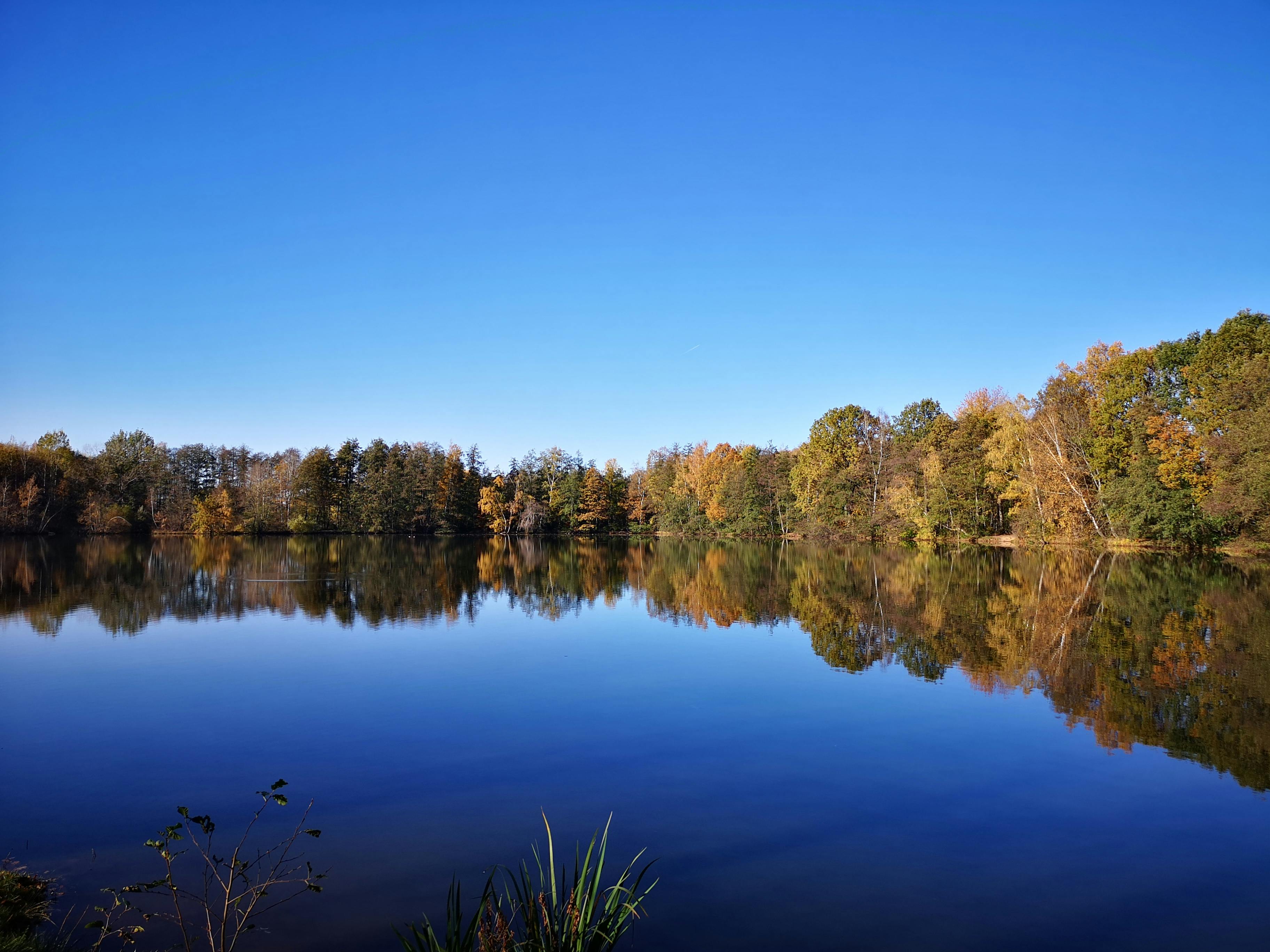 Green Trees Beside the Lake · Free Stock Photo