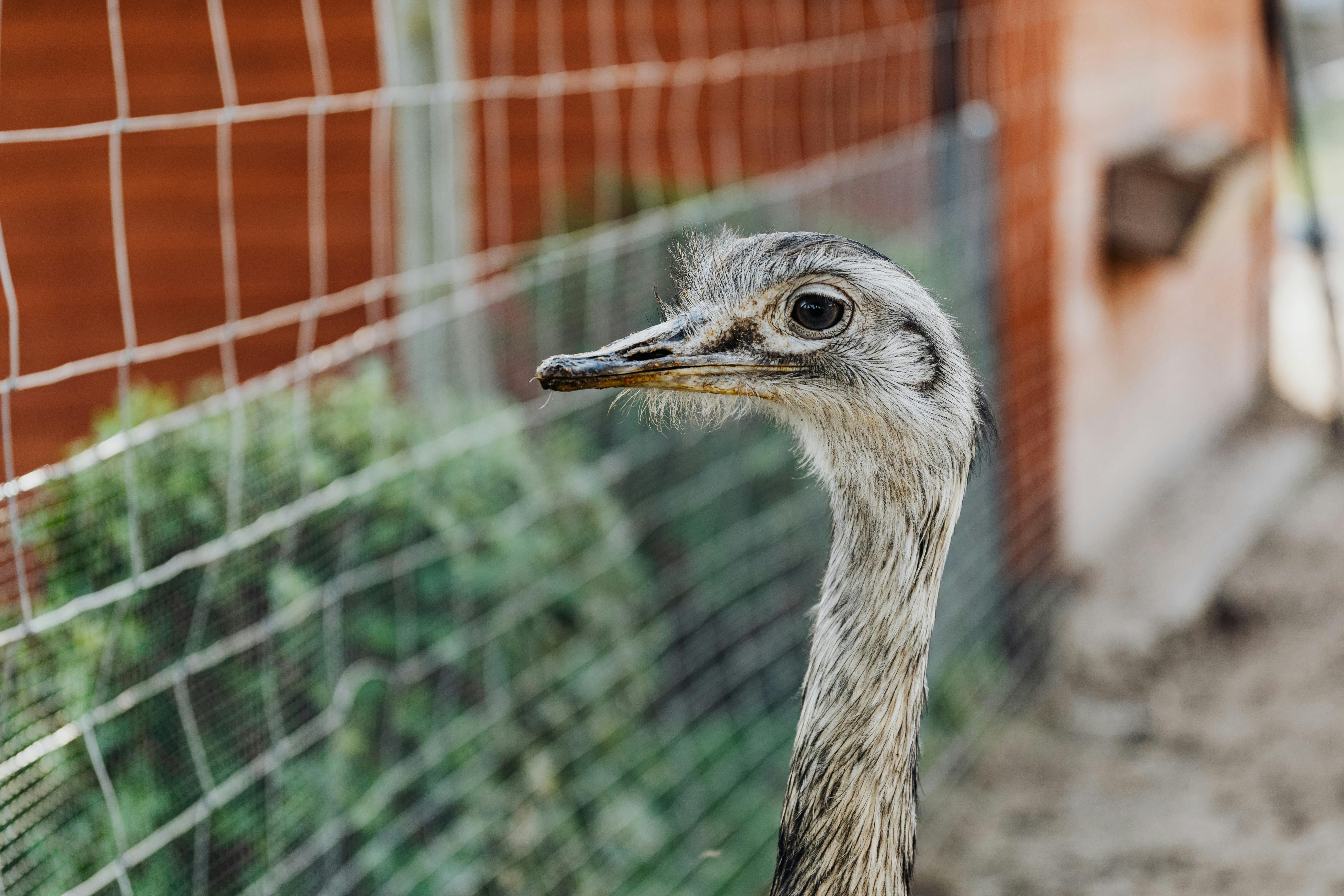 200+ Fotos y Imágenes de Avestruz Gratis · Banco de Imágenes Gratis ...