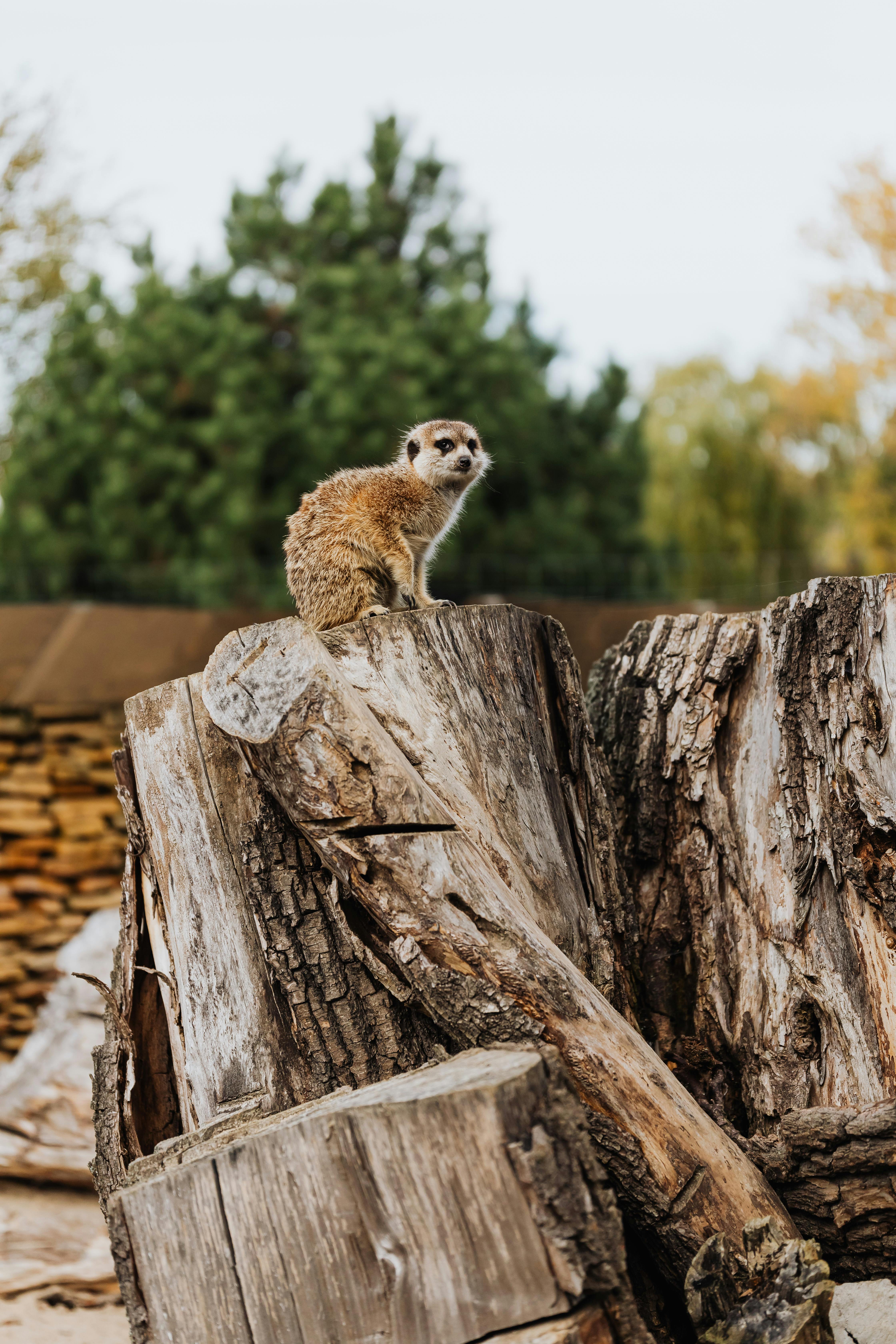 Sad Meerkat on Tree Stump · Free Stock Photo