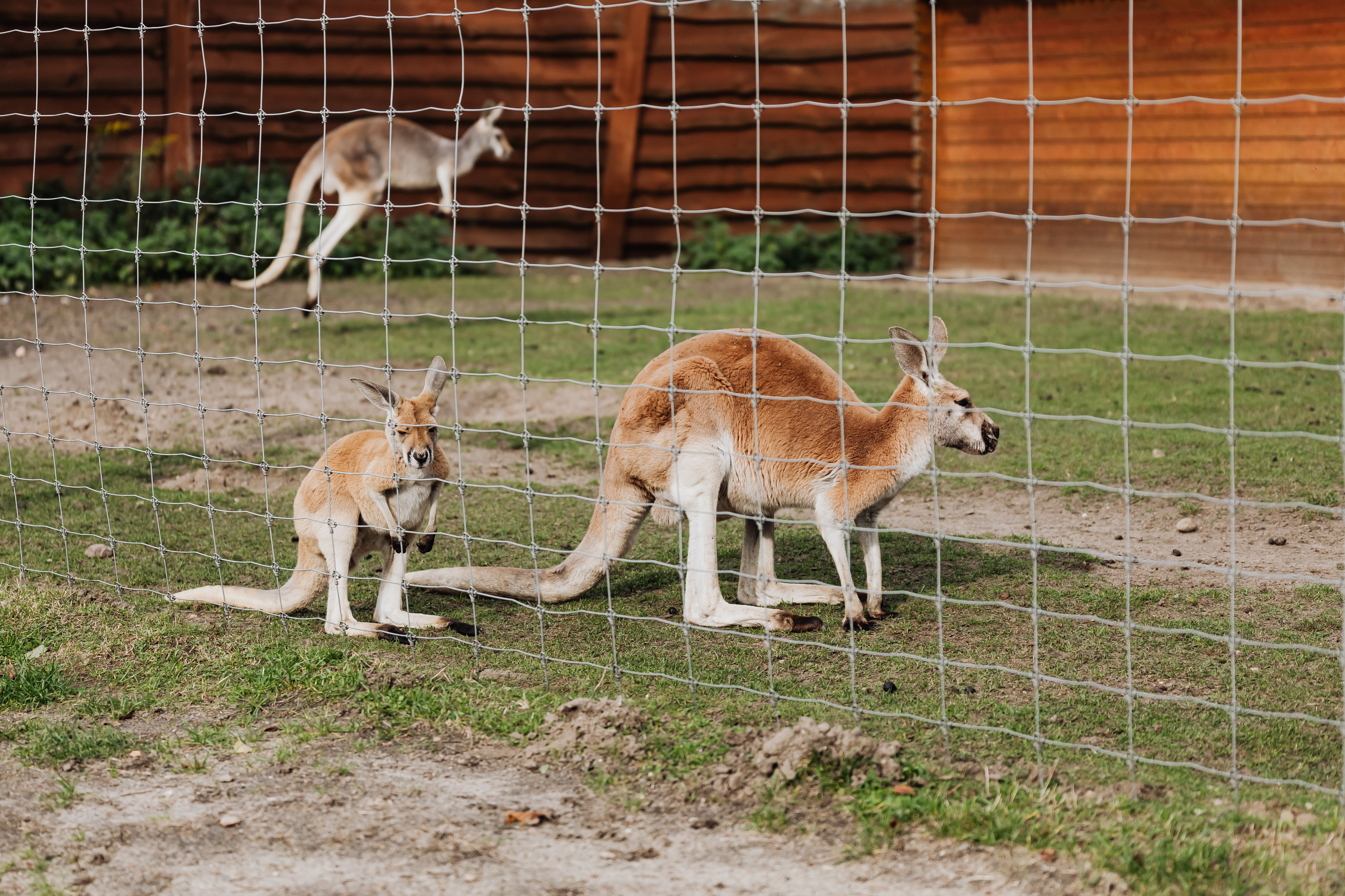 Zoo Animals Photos, Download The BEST Free Zoo Animals Stock Photos ...