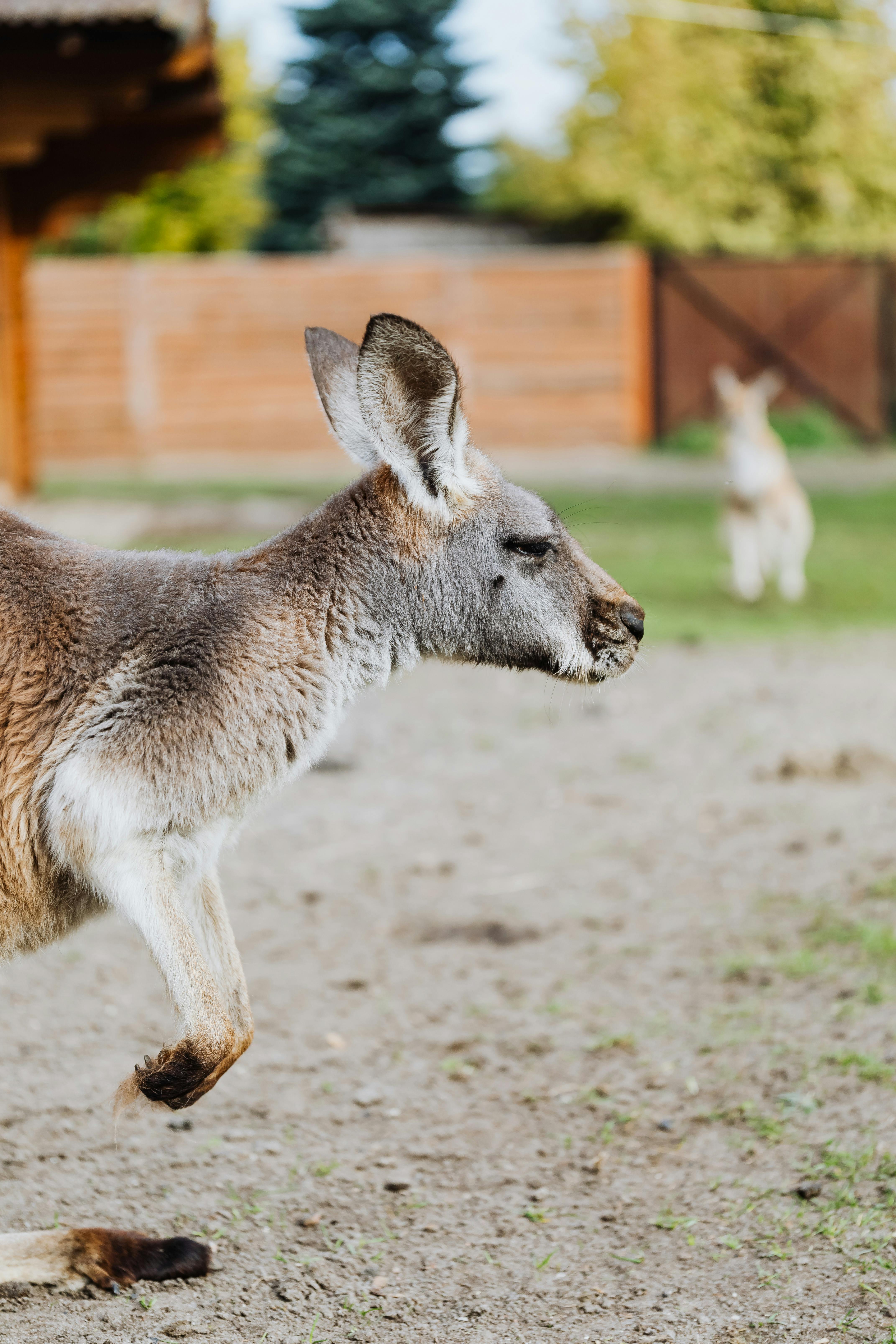 Kangaroo Side View Photos, Download The BEST Free Kangaroo Side View ...