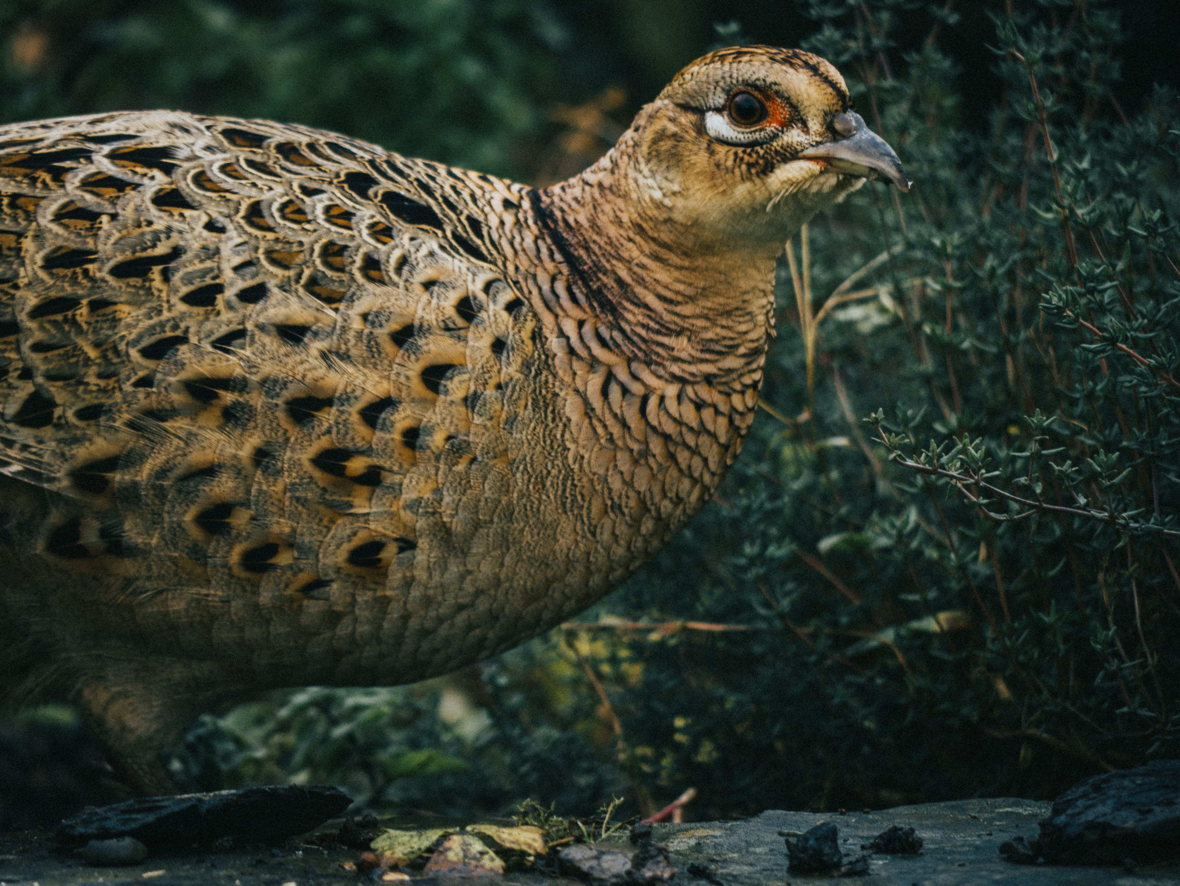 46+ Best Free Pheasant Stock Photos & Images · 100% Royalty-Free HD ...