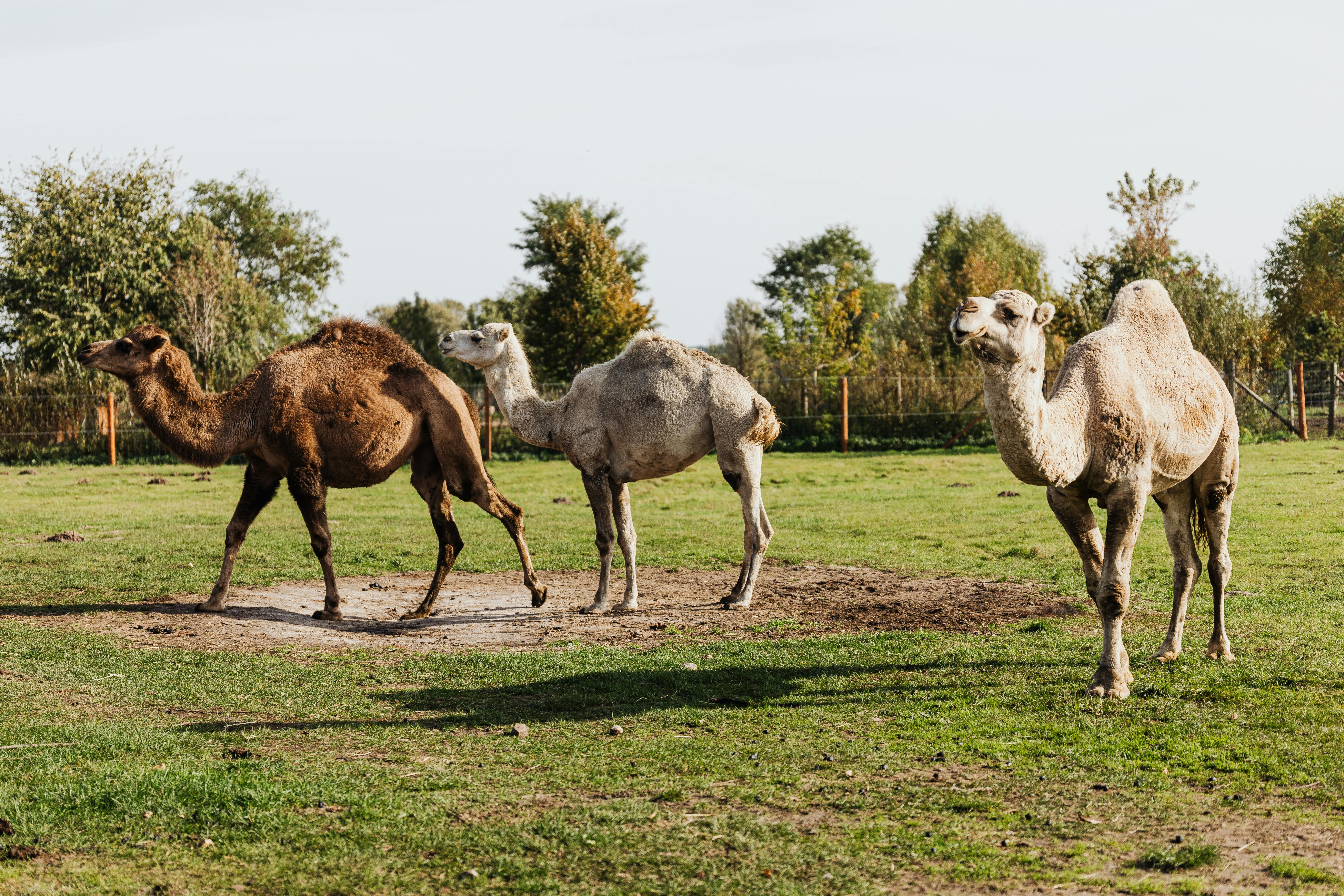 Camels on a Field in a Zoo · Free Stock Photo