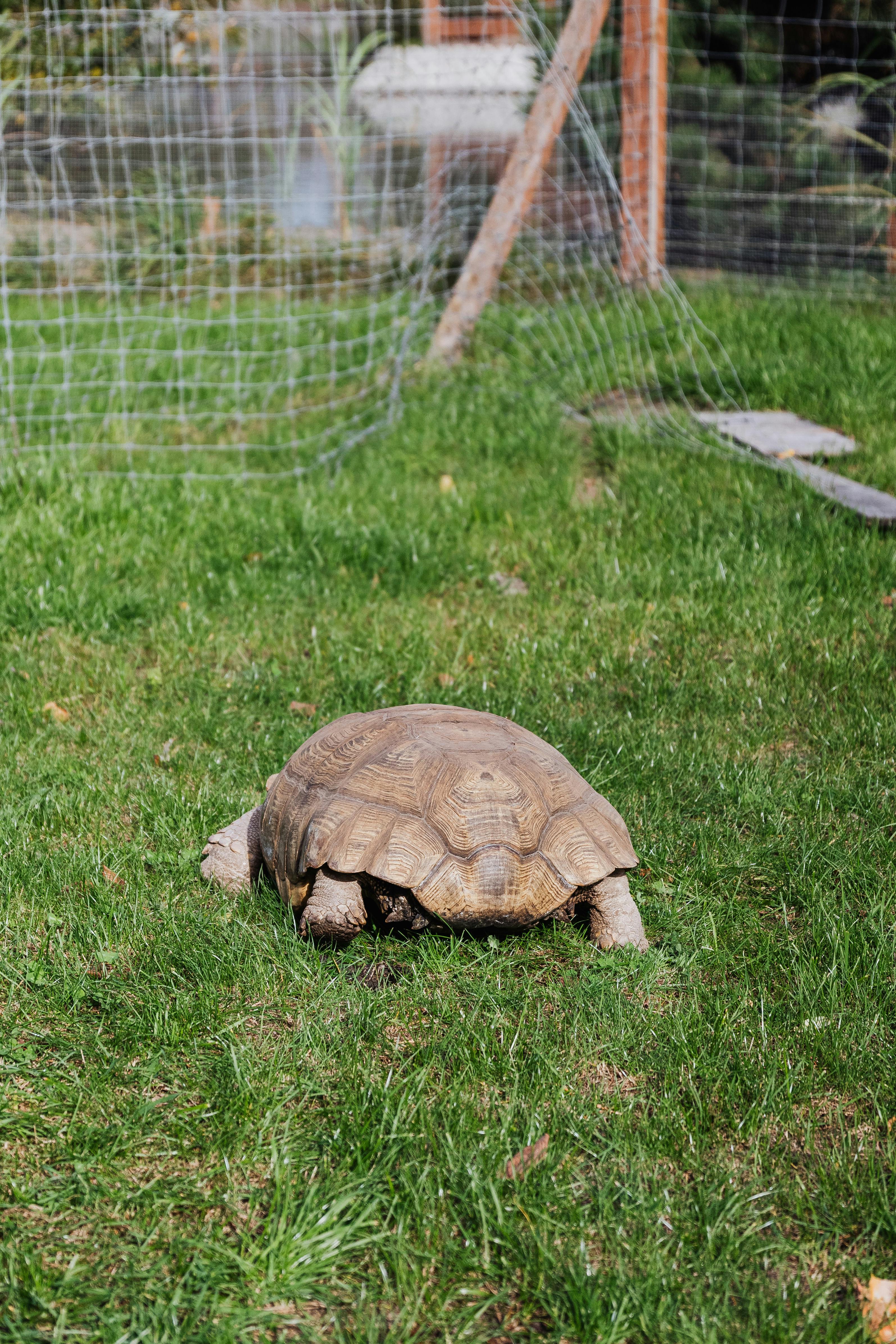 Tortoise Walking Photos, Download The BEST Free Tortoise Walking Stock ...