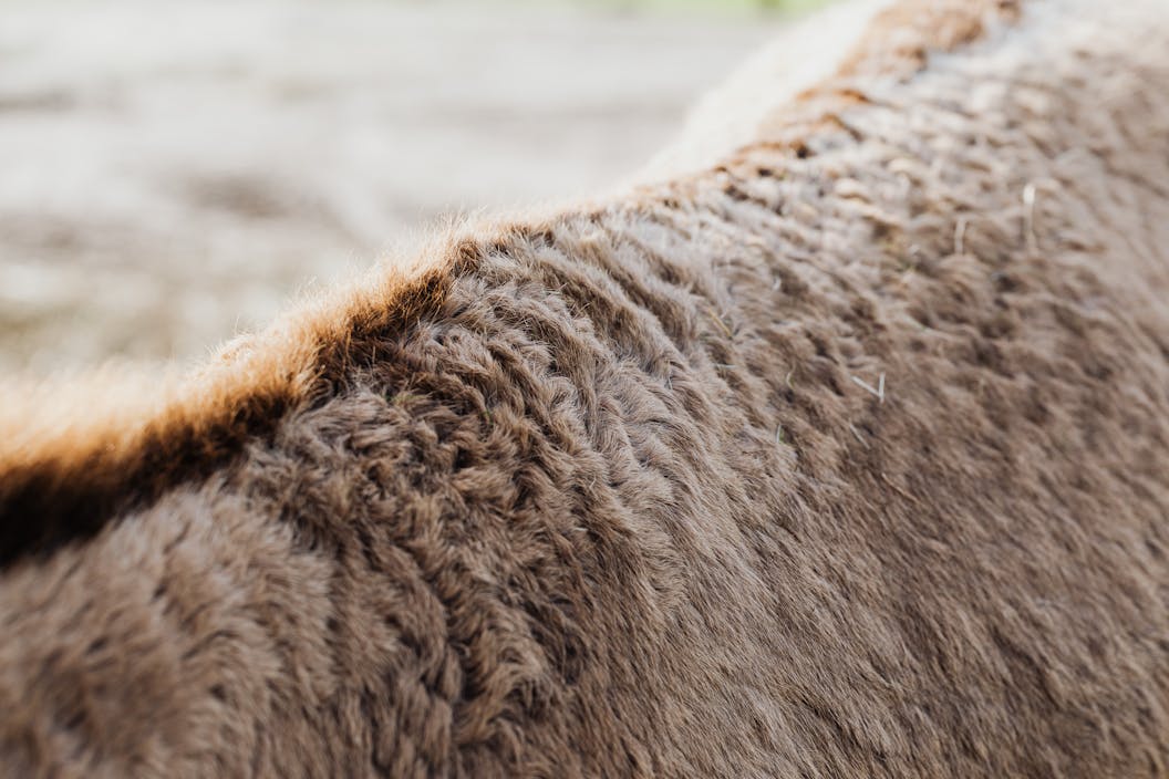 Sheep Dog Trials 2023: Competitions & Events Unfolding