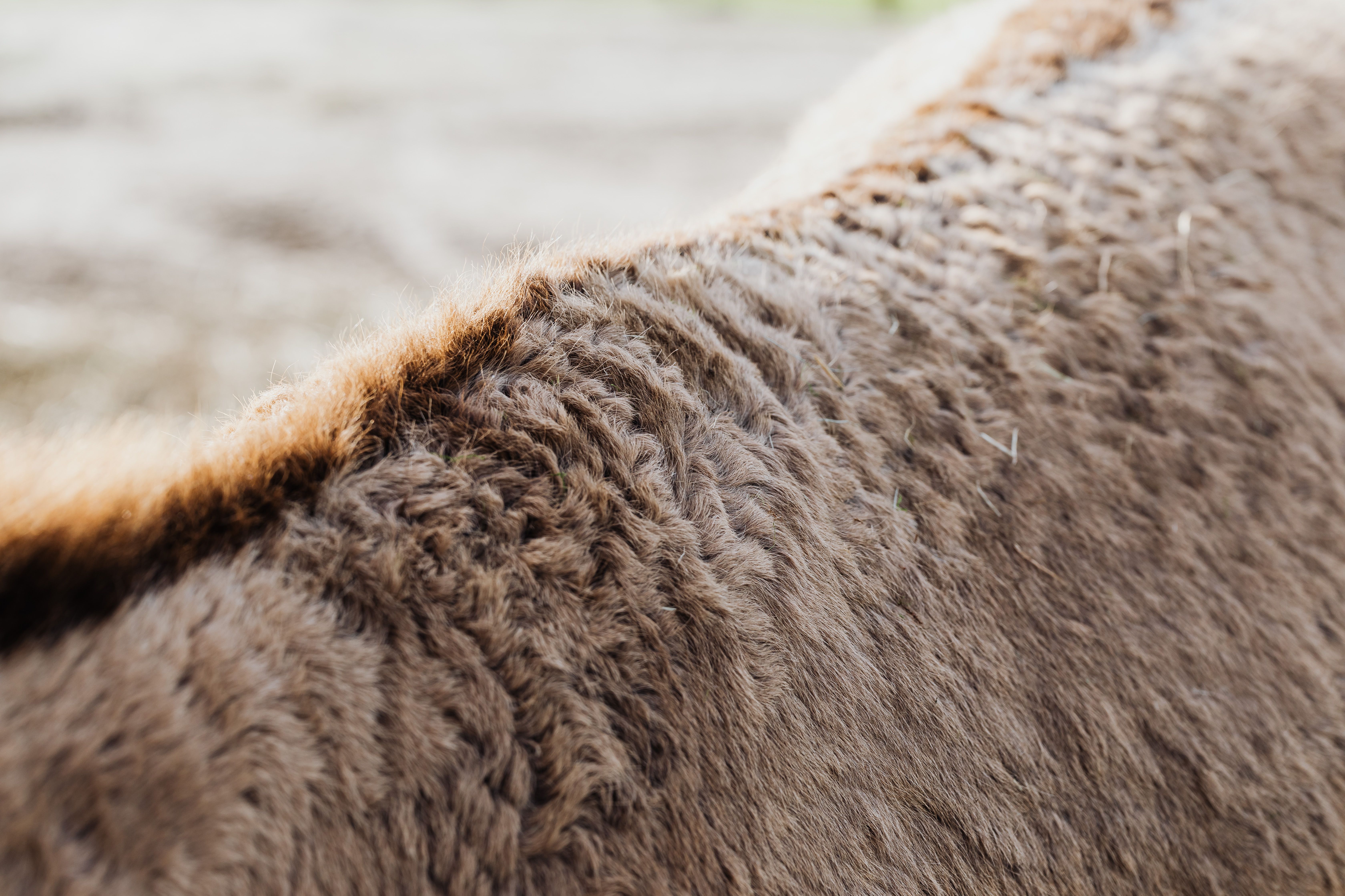Wool Texture Photos, Download The BEST Free Wool Texture Stock Photos ...
