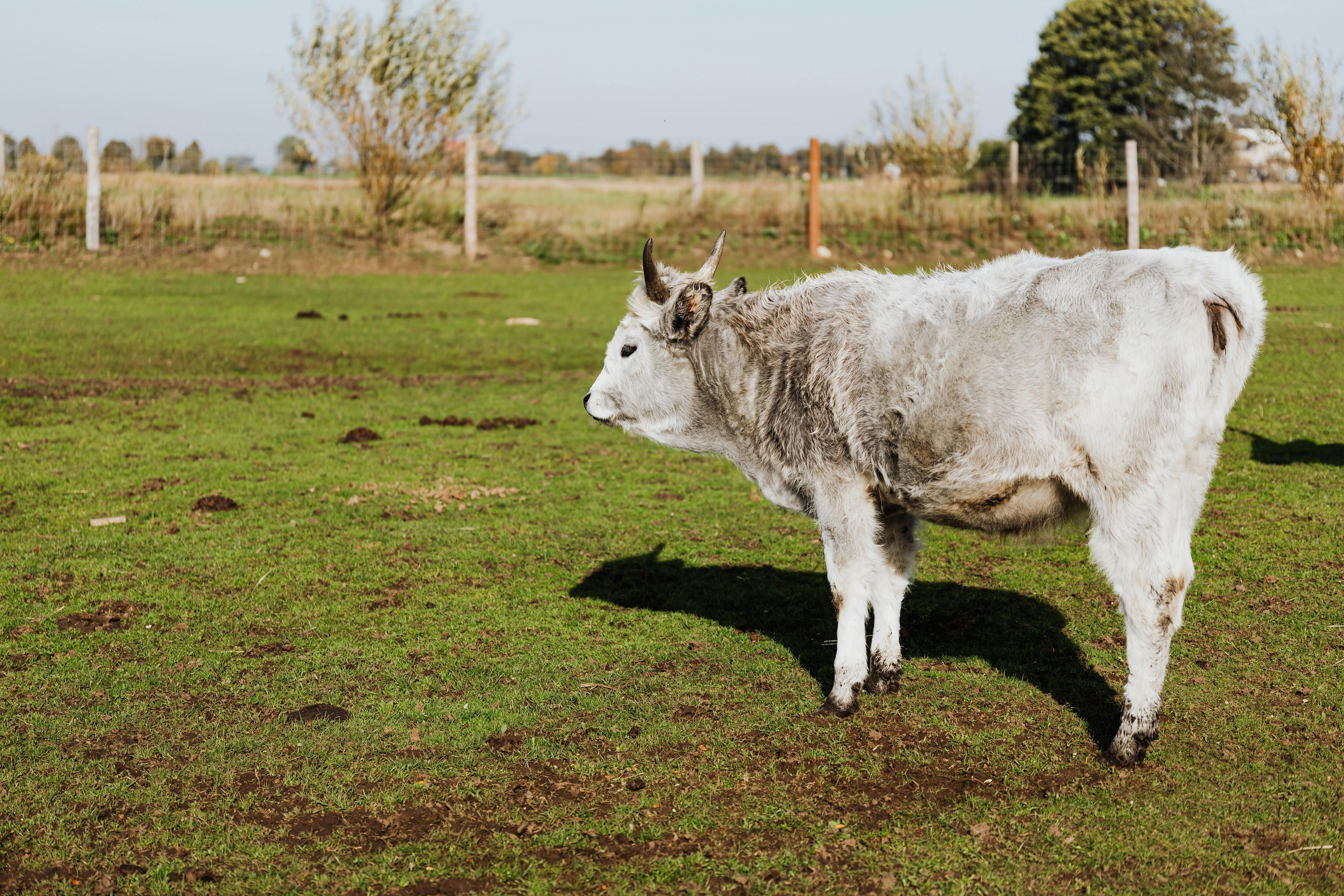 Photo of Beef Cattle at the Farm · Free Stock Photo