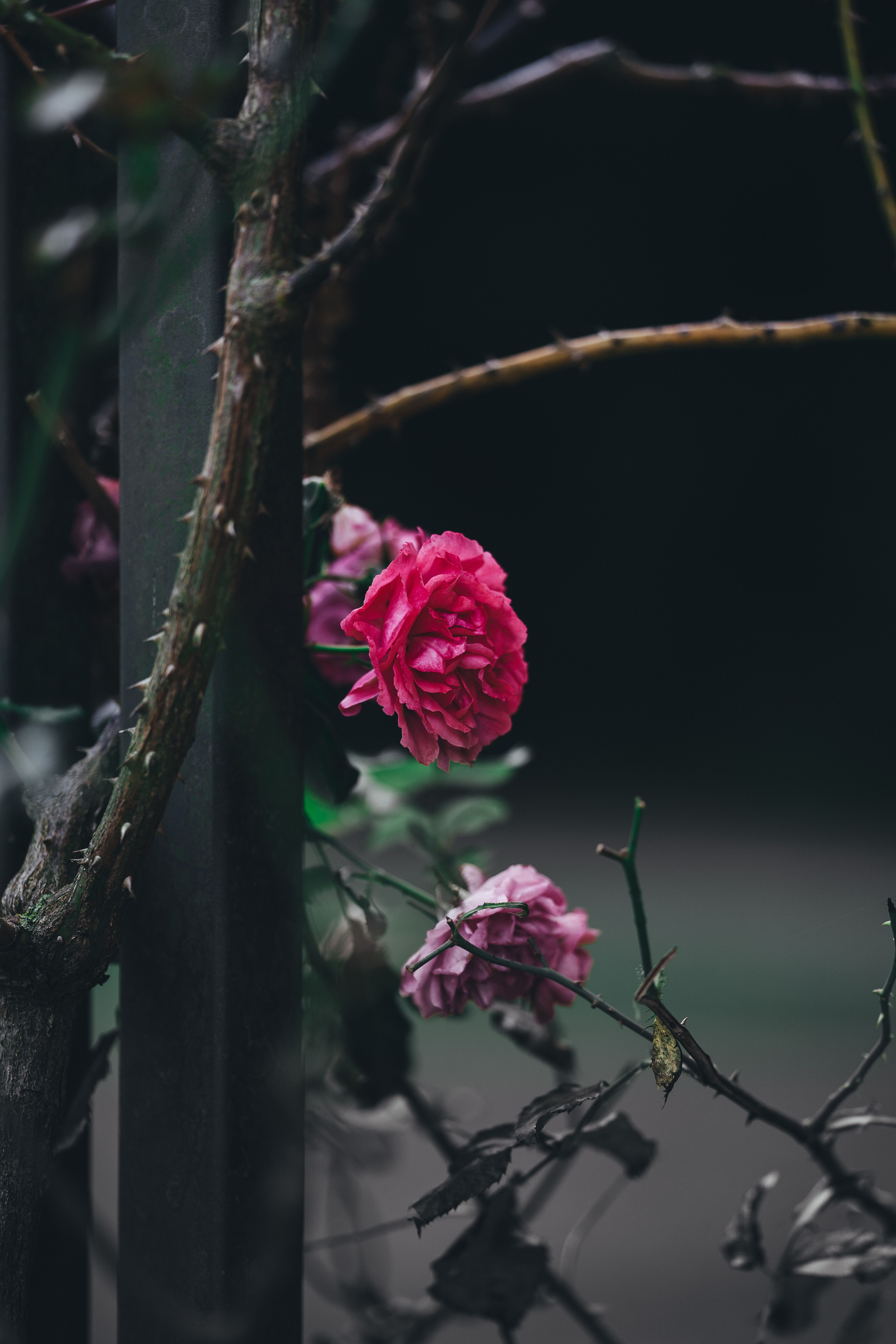 Thorny Vine Photos, Download The BEST Free Thorny Vine Stock Photos ...