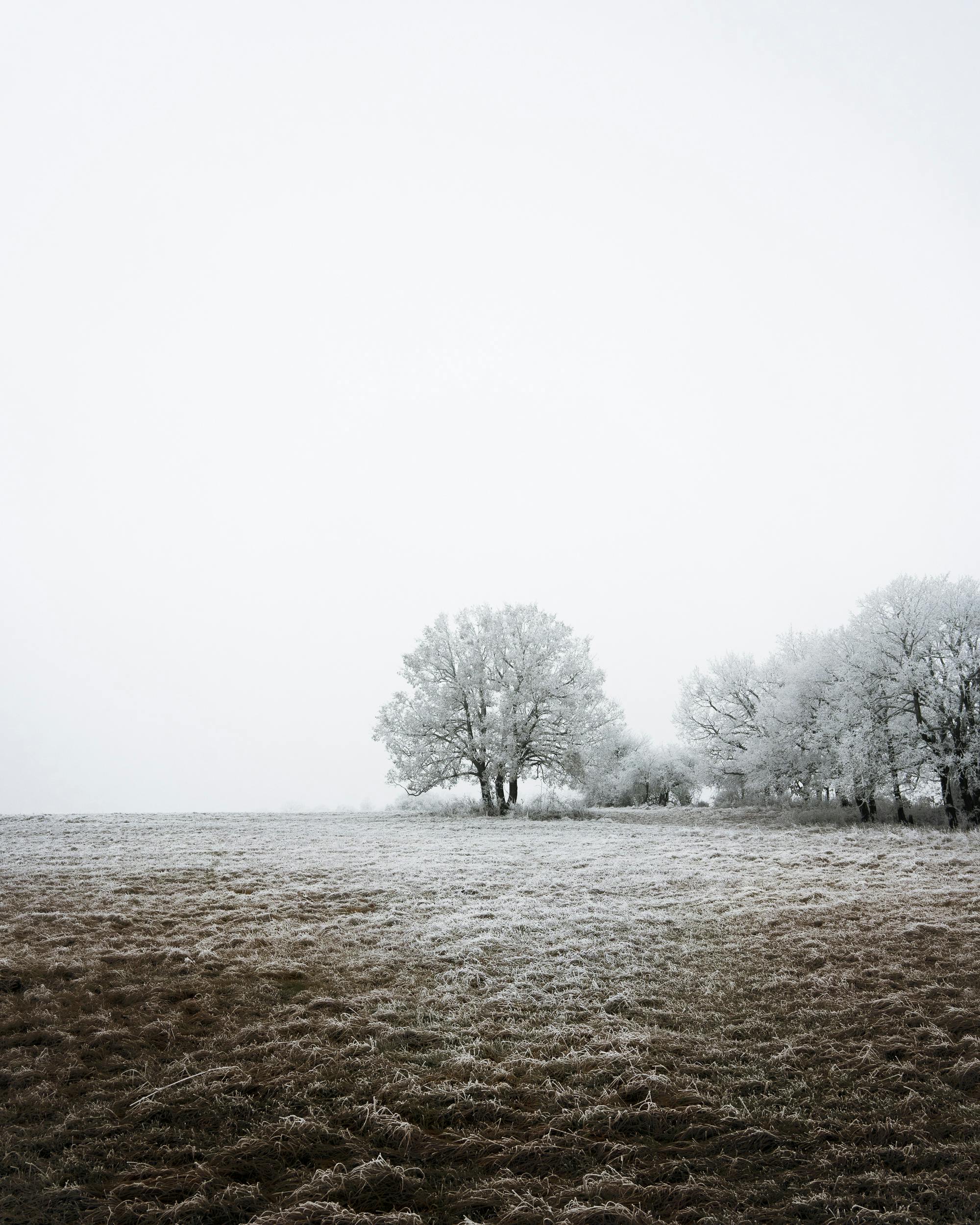 Green Grass Field During Rainy Day · Free Stock Photo