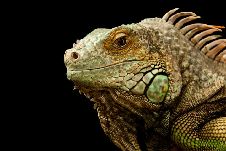 Philippine Sailfin Lizard: Care, Habitat & Fun Facts