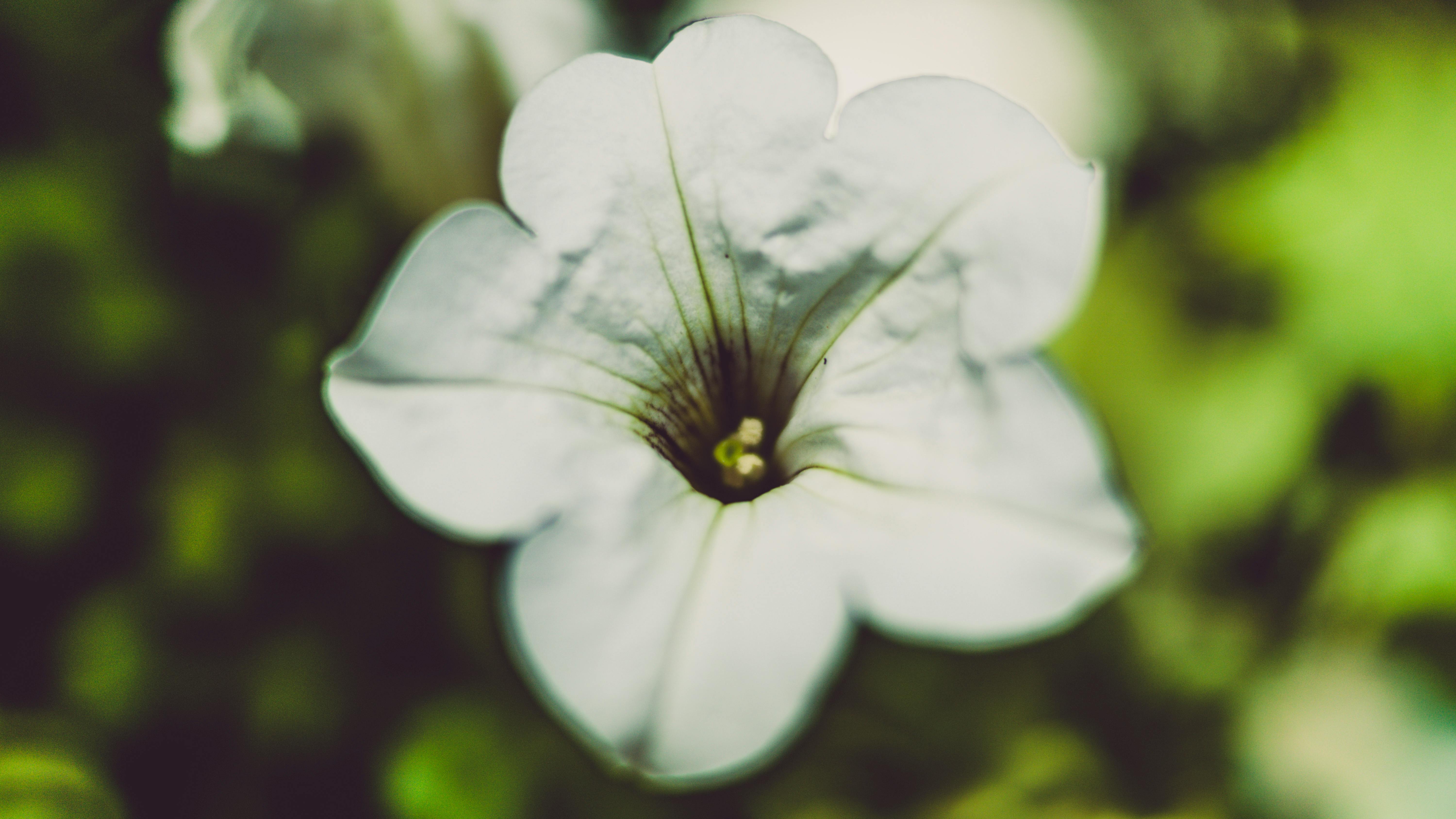 White Flower · Free Stock Photo